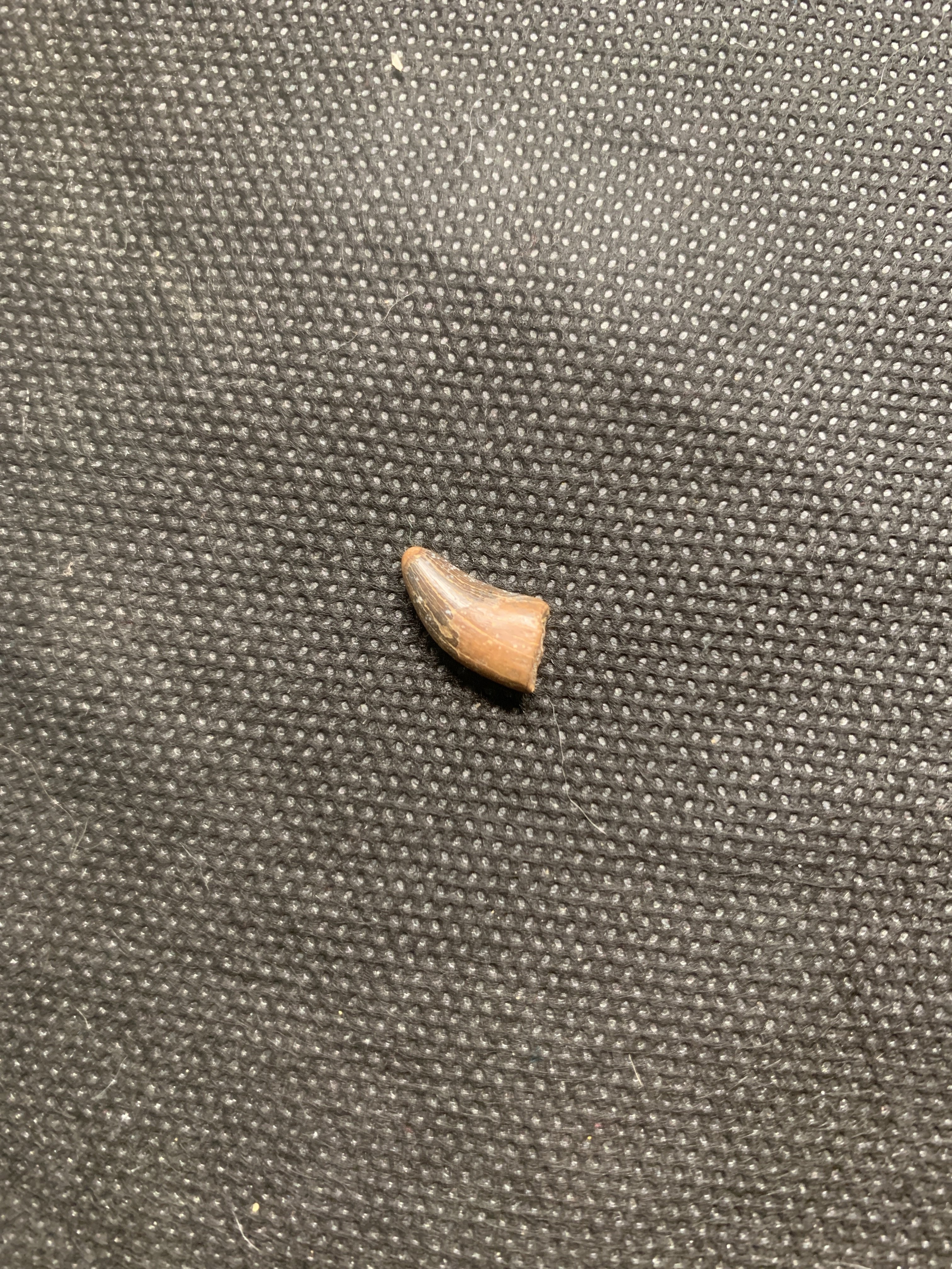 Close Ups of an Enigmatic Theropod Tooth - Fossil ID - The Fossil Forum