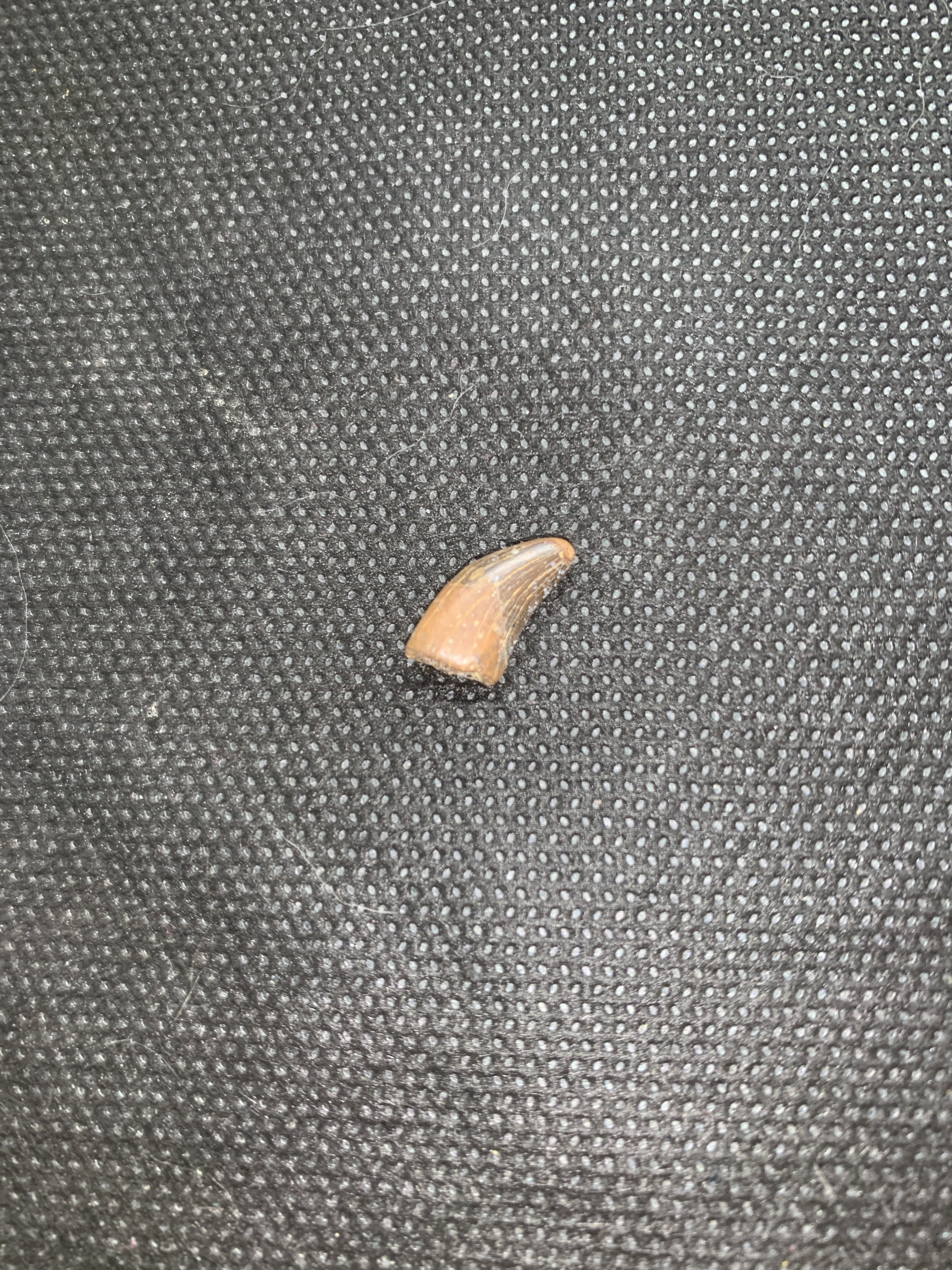 Close Ups of an Enigmatic Theropod Tooth - Fossil ID - The Fossil Forum