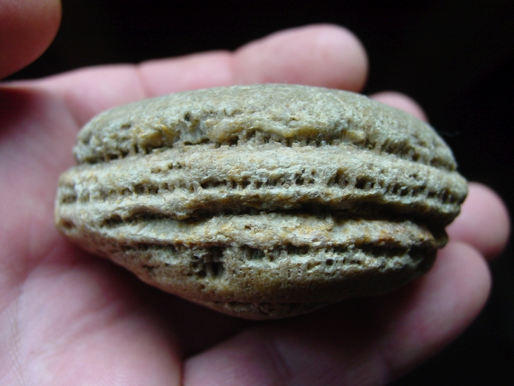 Heliolites Coral ? - Fossil ID - The Fossil Forum