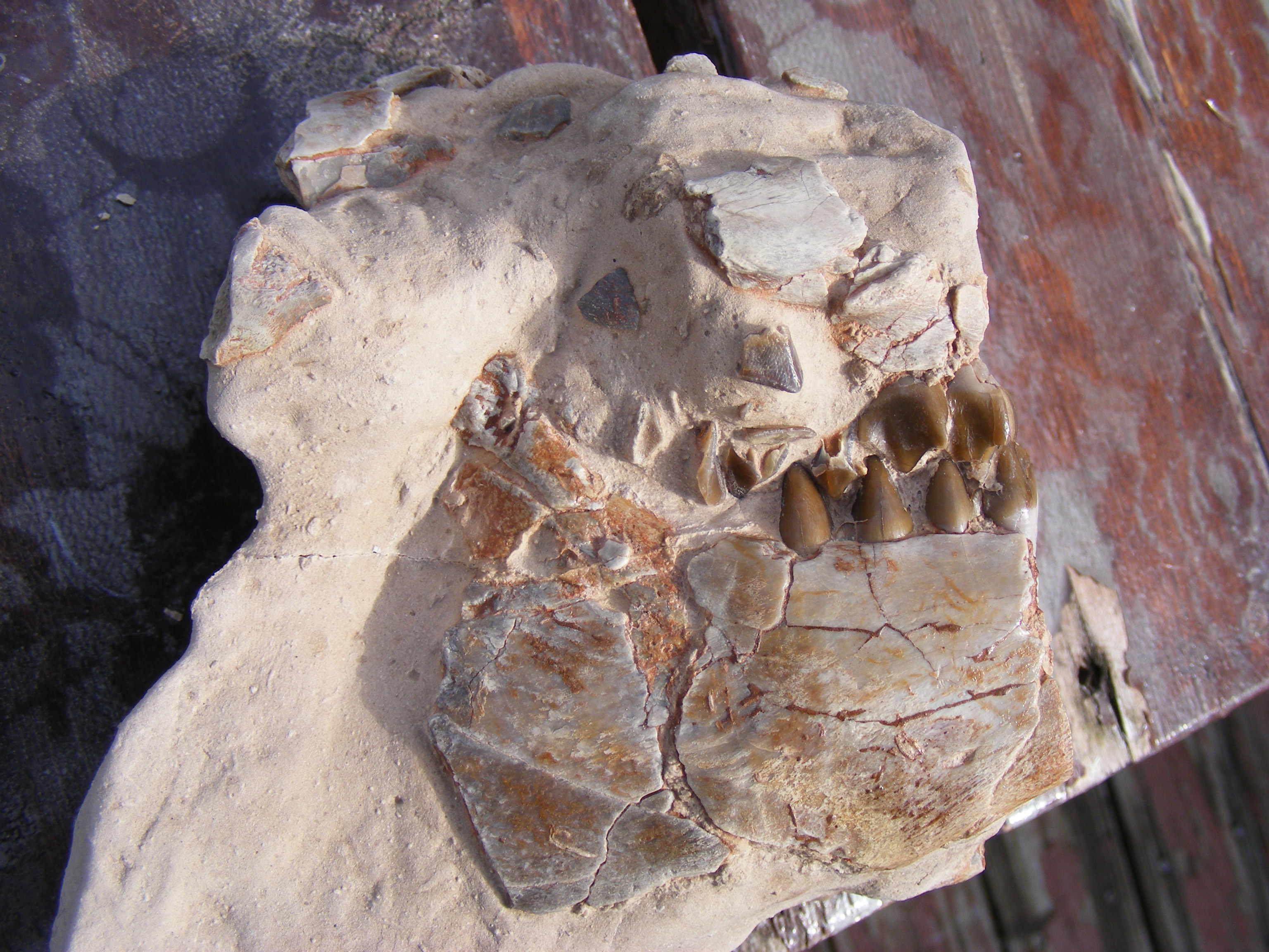 Show us your oligocene/white river fossils - General Fossil Discussion ...