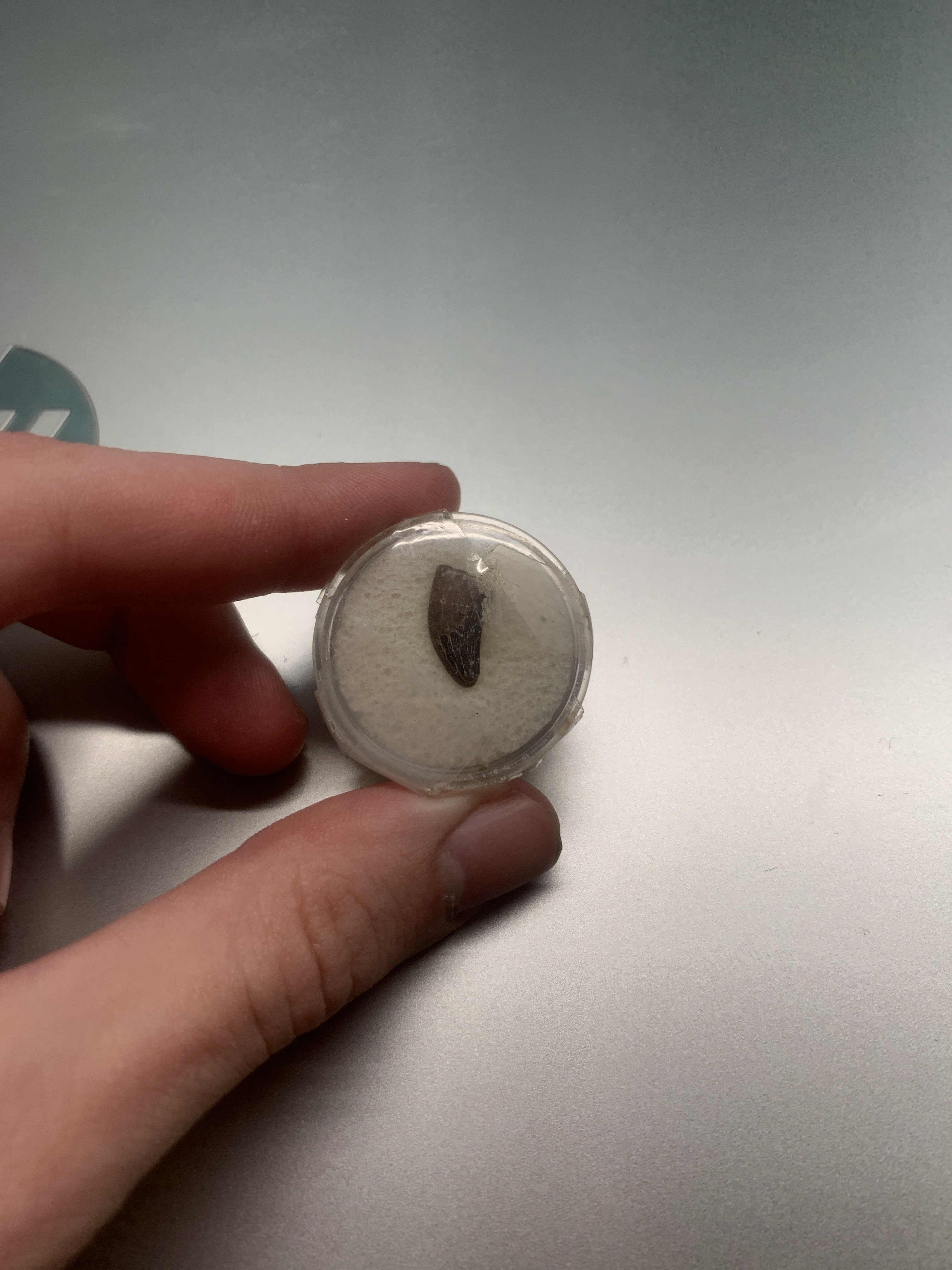 Close Ups of an Enigmatic Theropod Tooth - Fossil ID - The Fossil Forum
