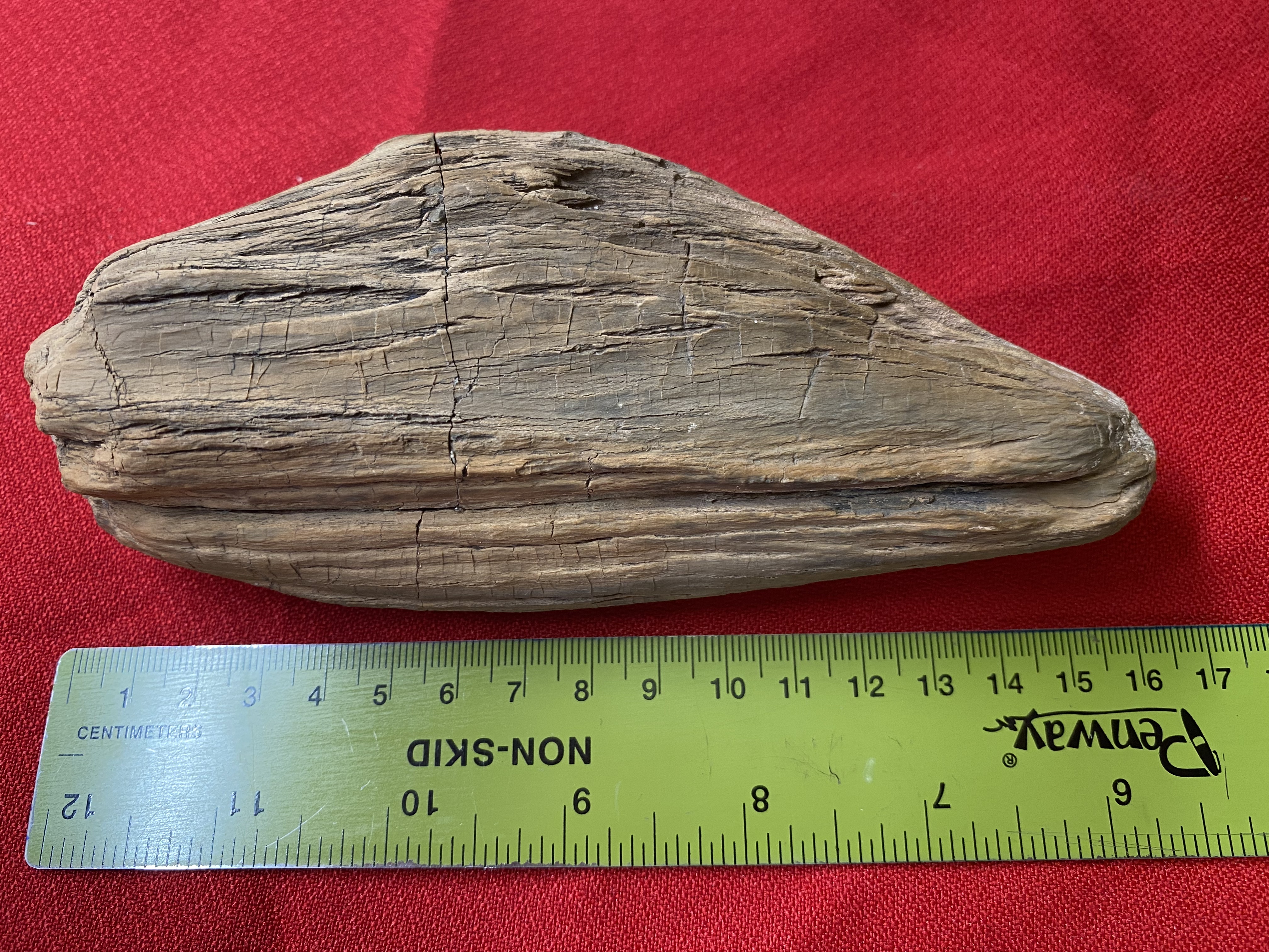 Seed pod? - Fossil ID - The Fossil Forum