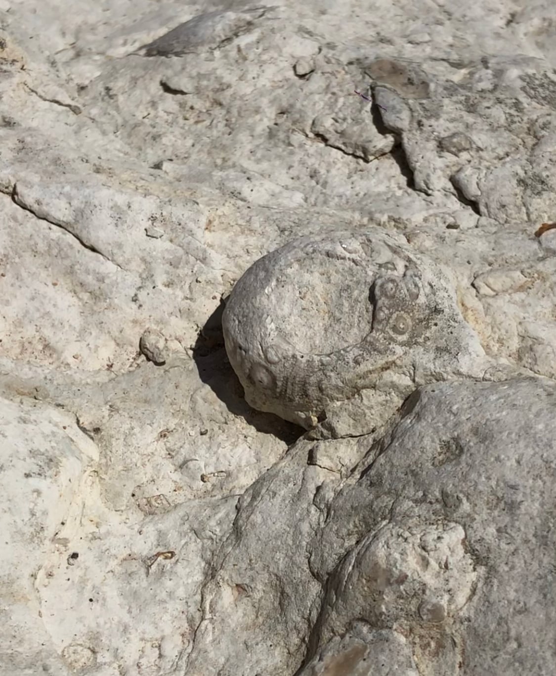 A walk in the Austin Chalk - Fossil Hunting Trips - The Fossil Forum