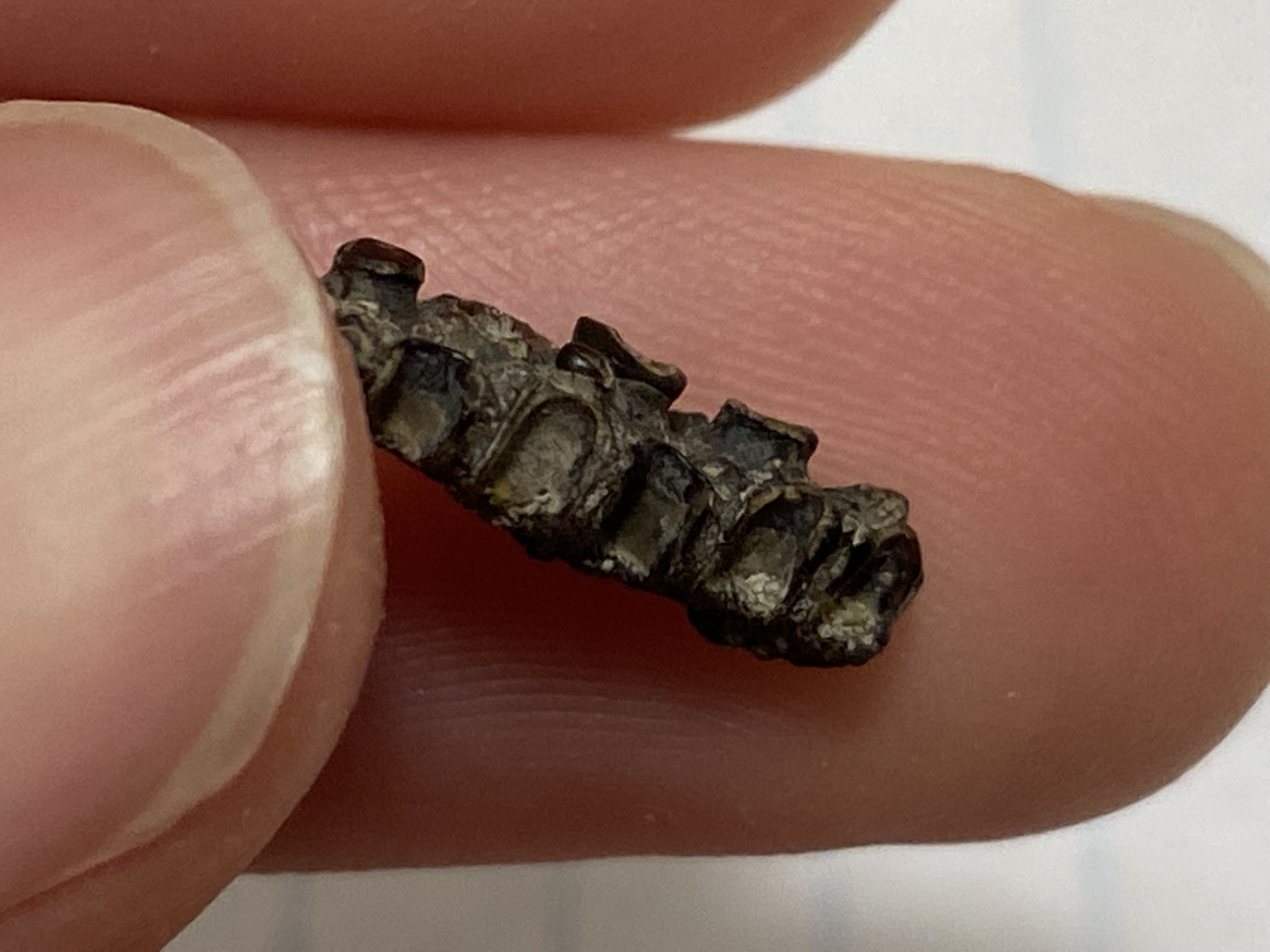 Pycnodont Tooth Plate? - Fossil ID - The Fossil Forum