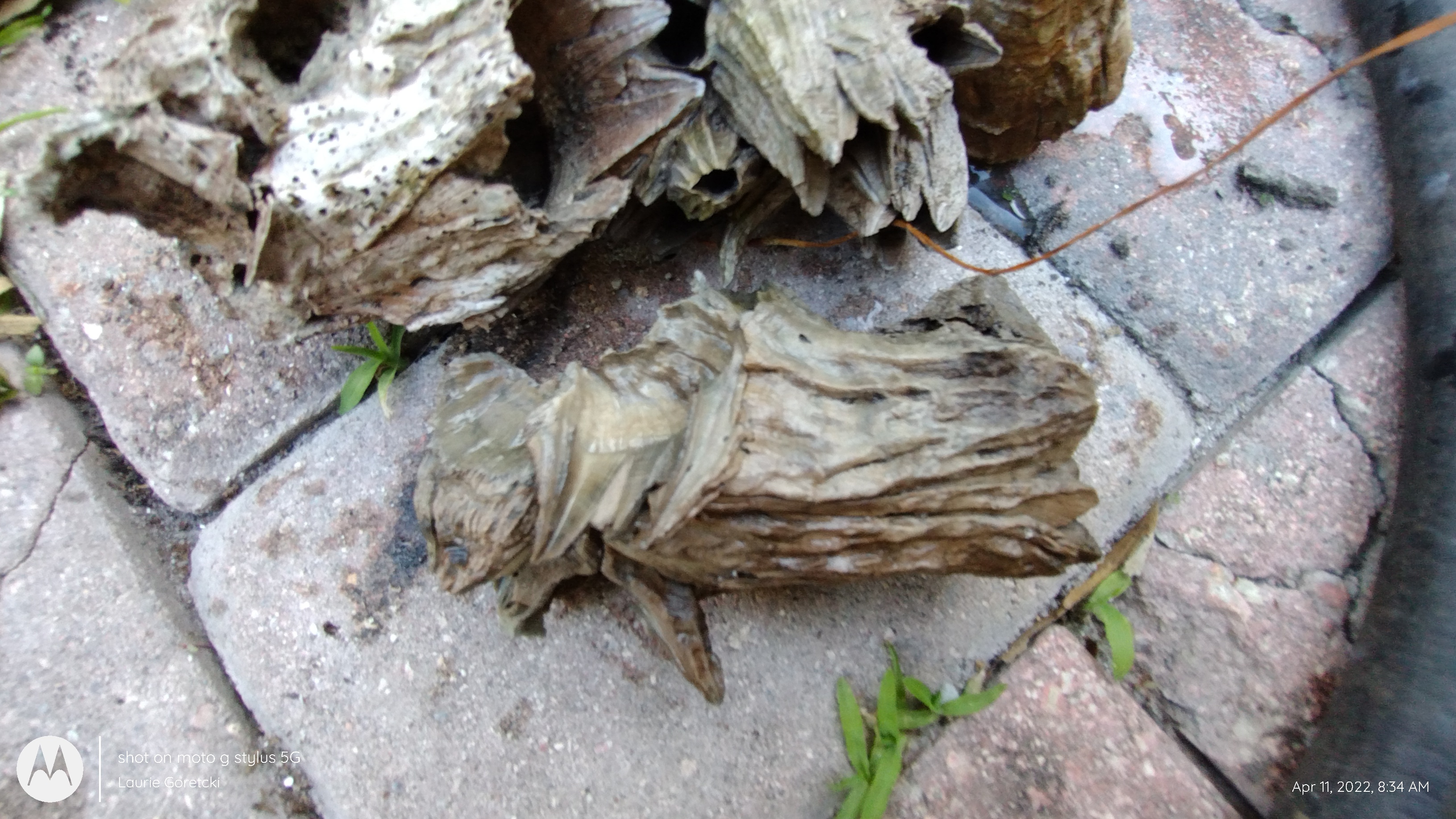 ID these barnacles please - Fossil ID - The Fossil Forum