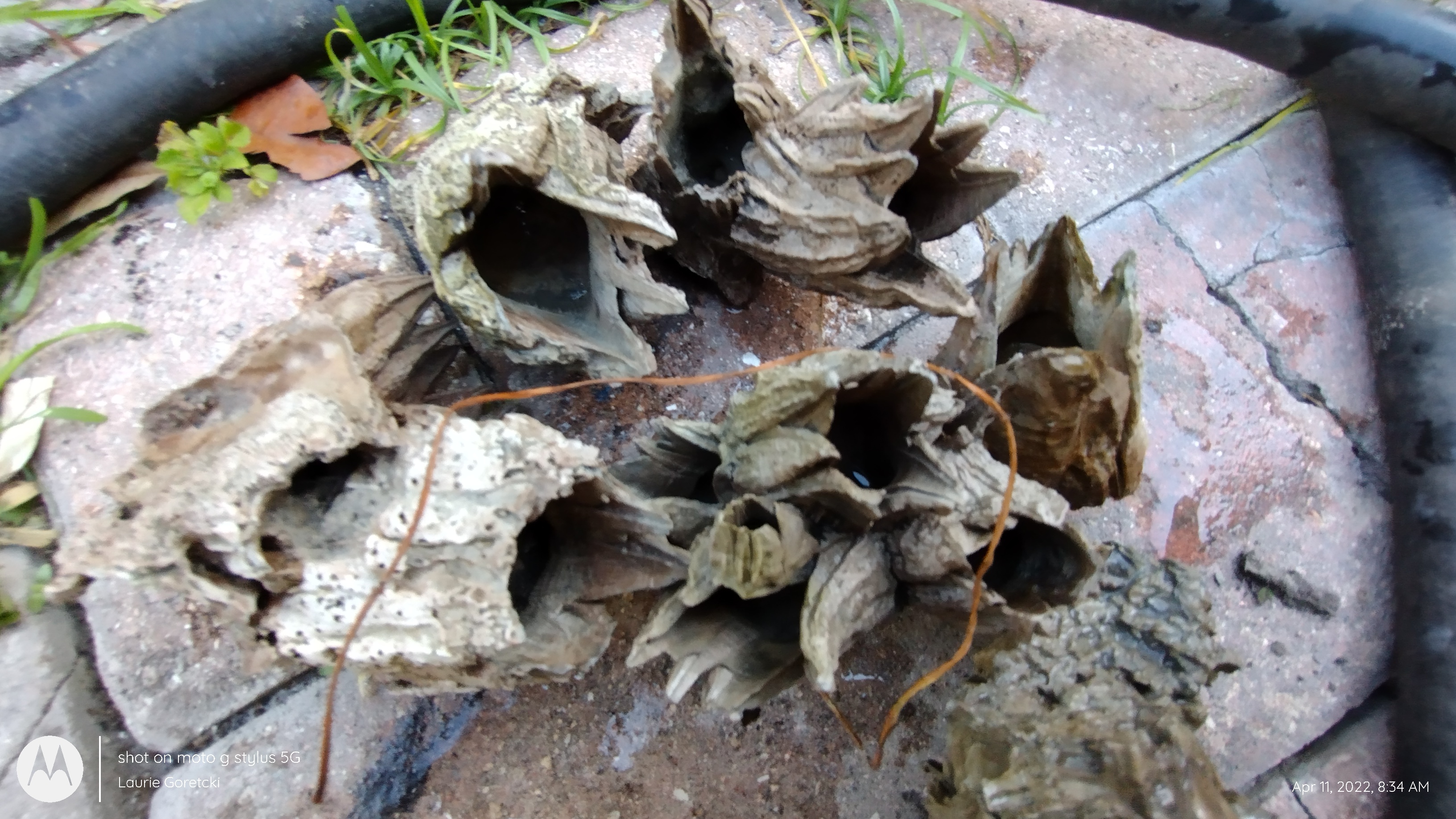 ID these barnacles please - Fossil ID - The Fossil Forum