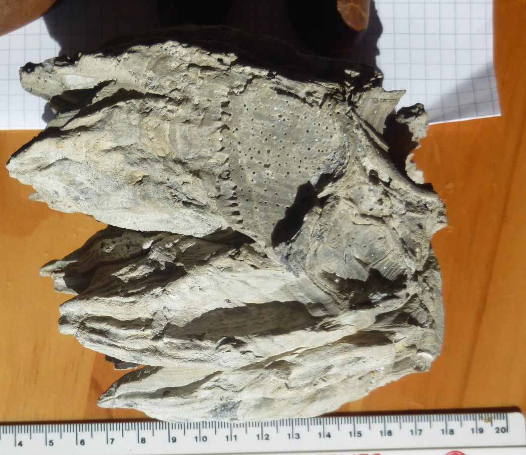 ID these barnacles please - Fossil ID - The Fossil Forum