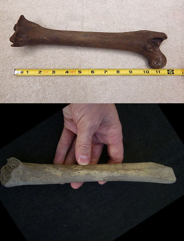 Cro Magnon bone? - Is It Real? How to Recognize Fossil Fabrications ...