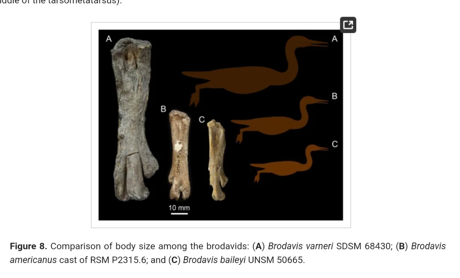 Hesperornithiformes: A Review of the Earliest Diving Birds - Fossil ...