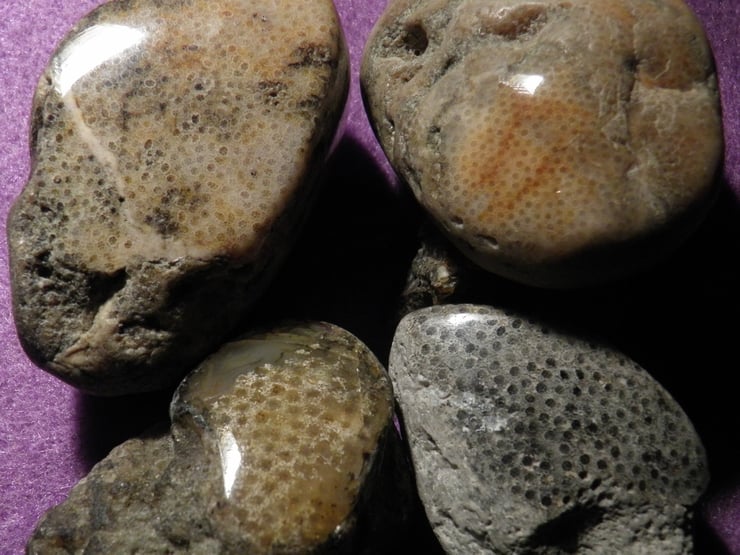 Heliolites Coral ? - Fossil ID - The Fossil Forum