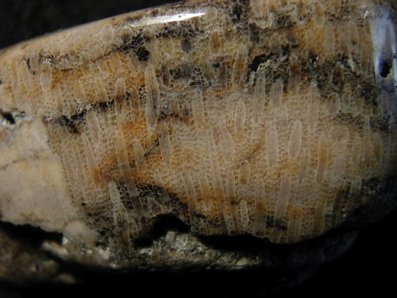 Heliolites Coral ? - Fossil ID - The Fossil Forum
