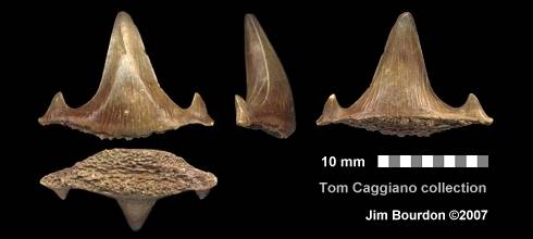 Hybodus tooth from North Carolina U.S.A. - Fossil ID - The Fossil Forum