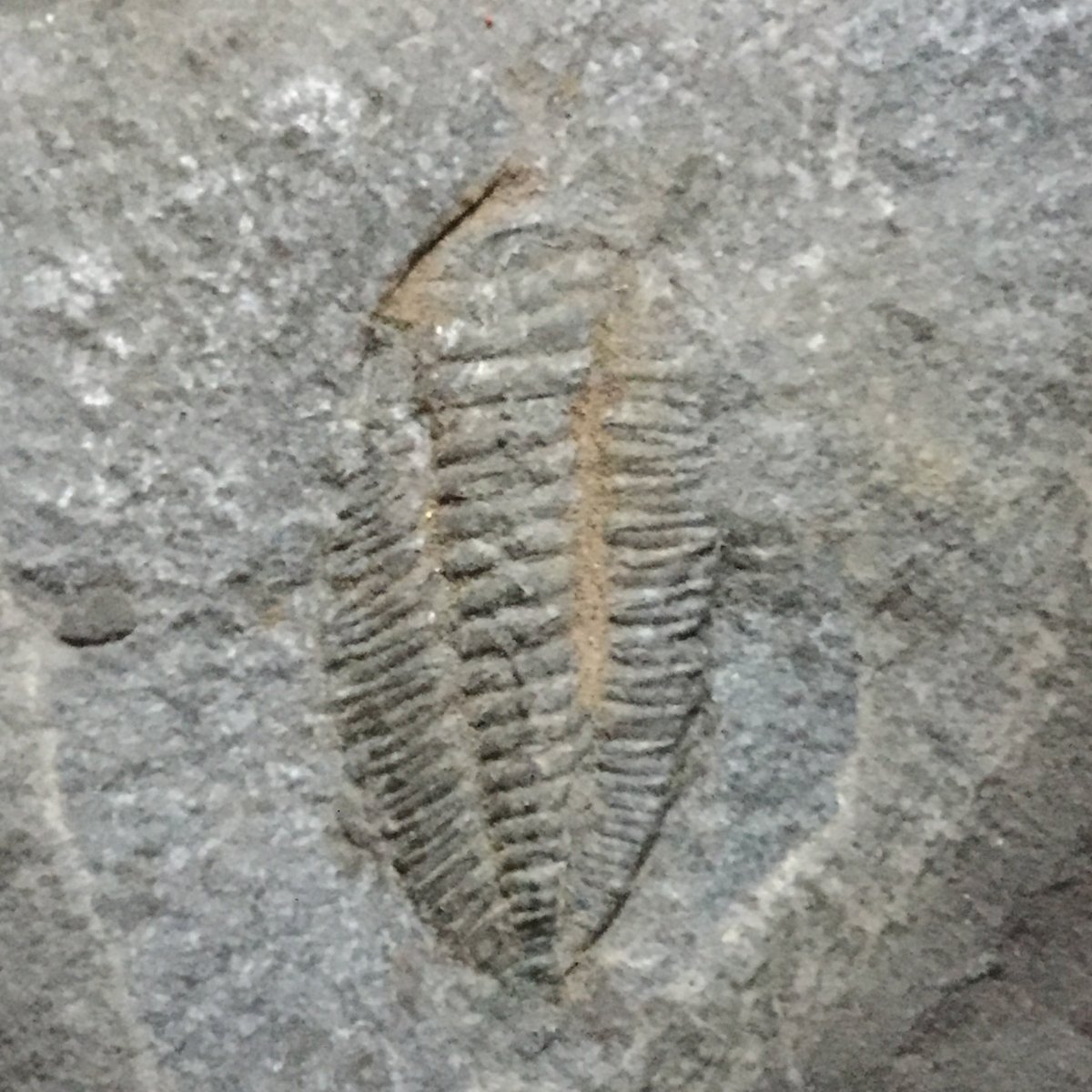 Triarthrus beckii - Trilobites - The Fossil Forum