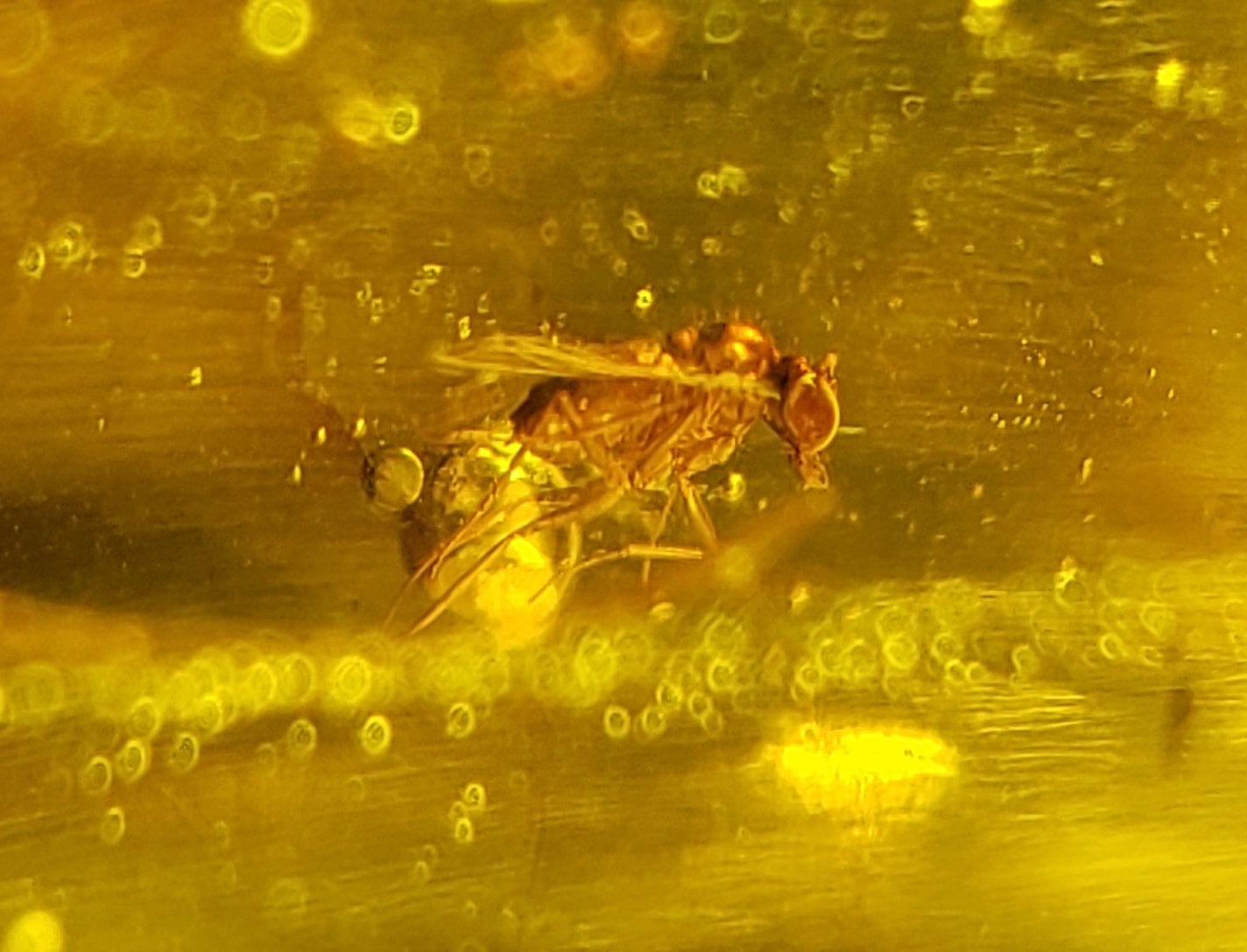 Muscoid Fly (Dominican Amber) - Plants - The Fossil Forum