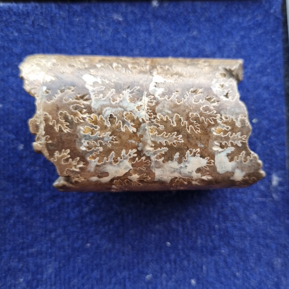 Baculites scotti - Member Collections - The Fossil Forum