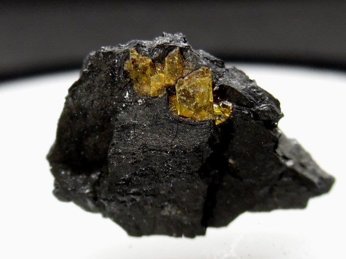 Blakeburn Amber (Allenby Fm., 52.5-48 Ma) - Plants - The Fossil Forum