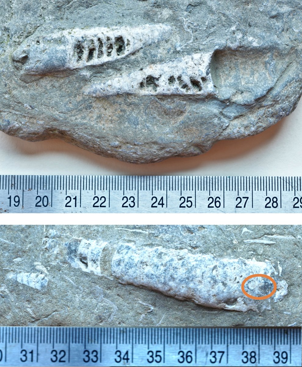 Two sets of orthoconic cephalopods (Upper Ordovician) - Member ...