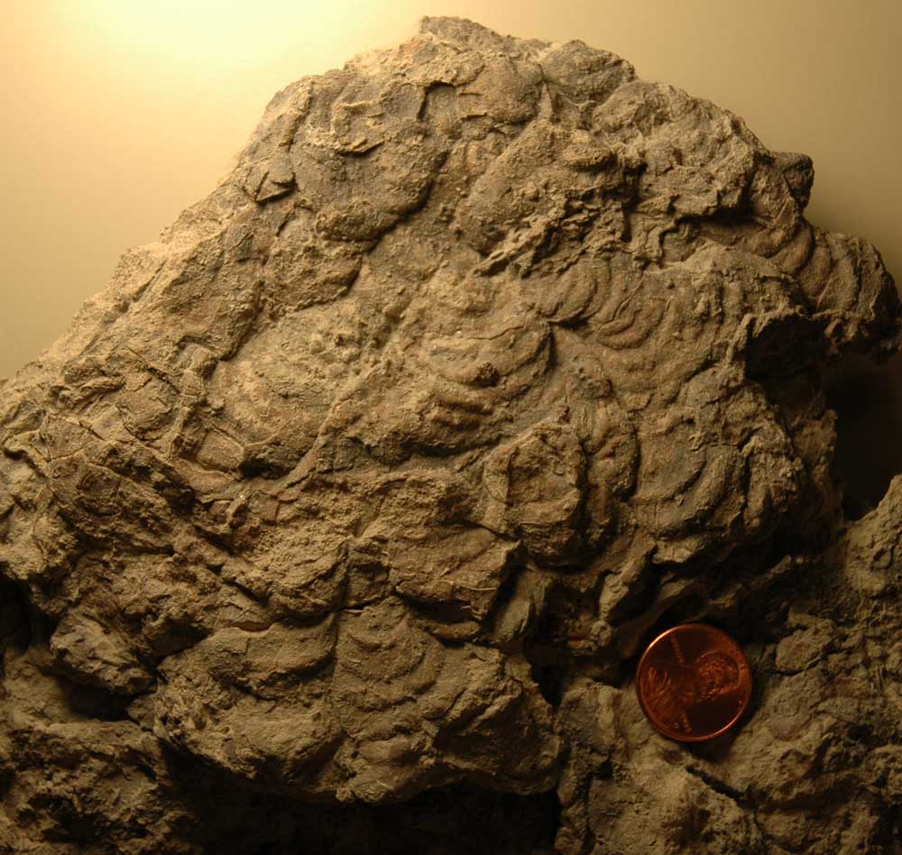 Mystery Fossils (Pennsylvanian) - Fossil ID - The Fossil Forum