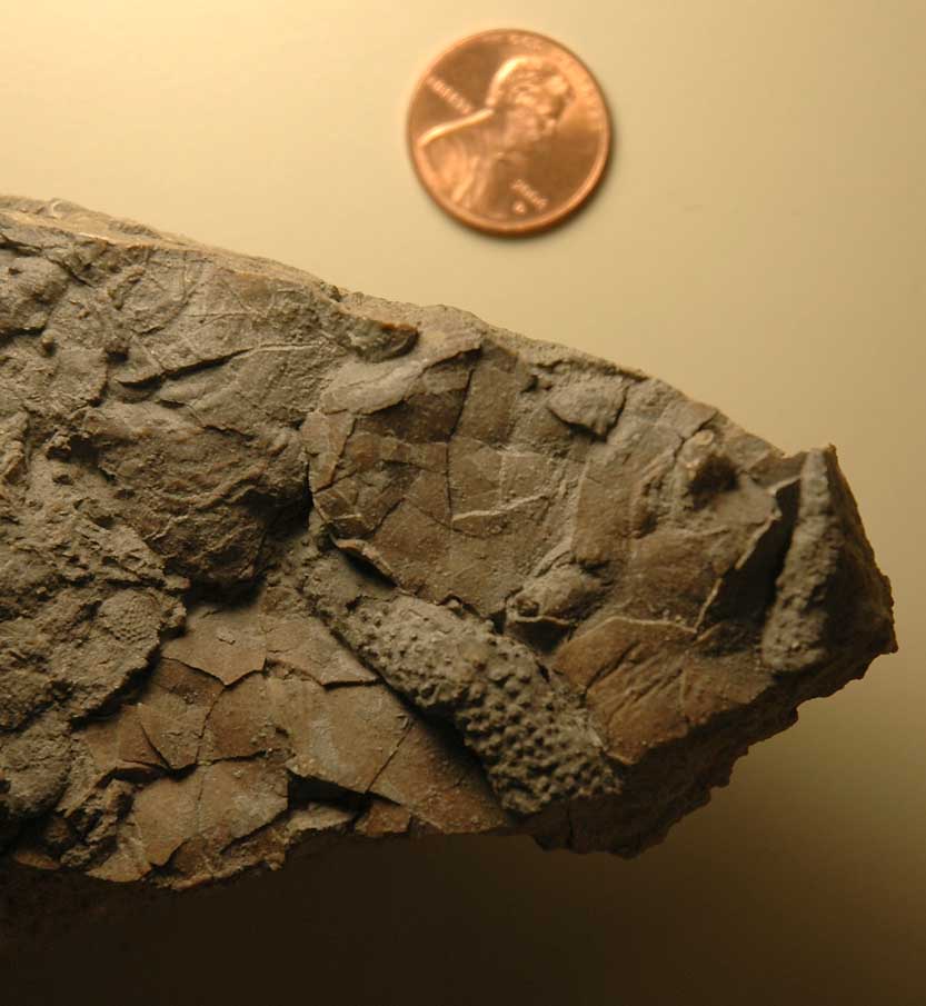 Mystery Fossils (Pennsylvanian) - Fossil ID - The Fossil Forum