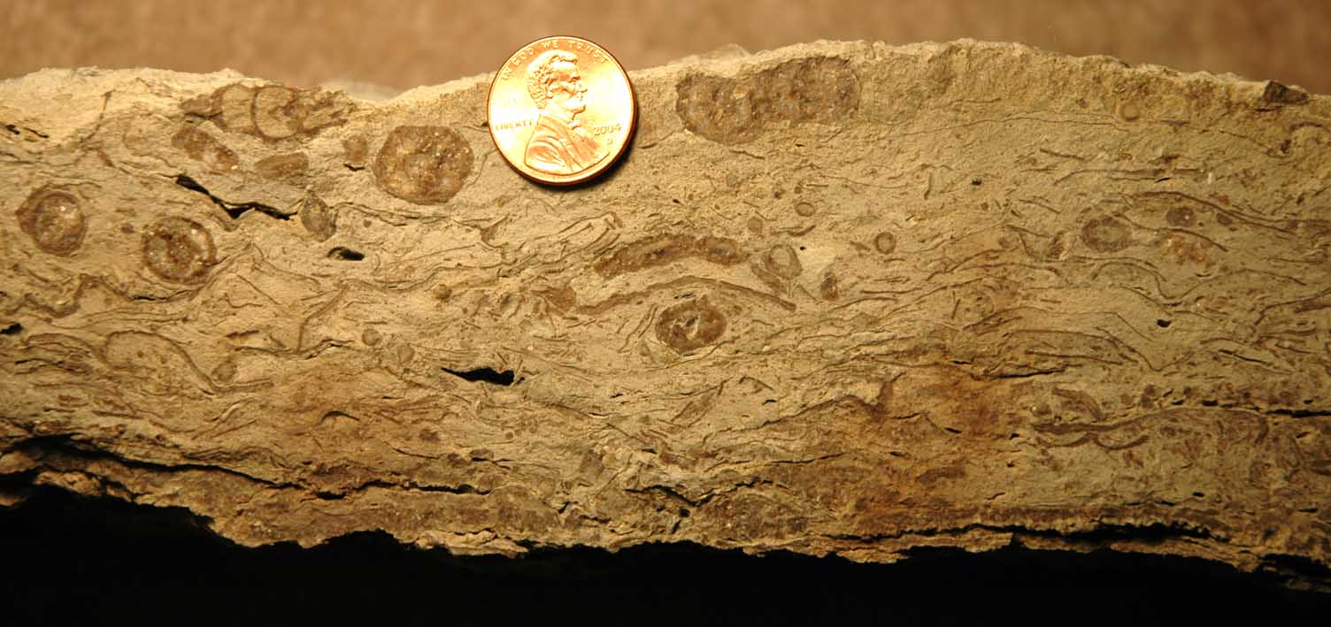 Mystery Fossils (Pennsylvanian) - Fossil ID - The Fossil Forum