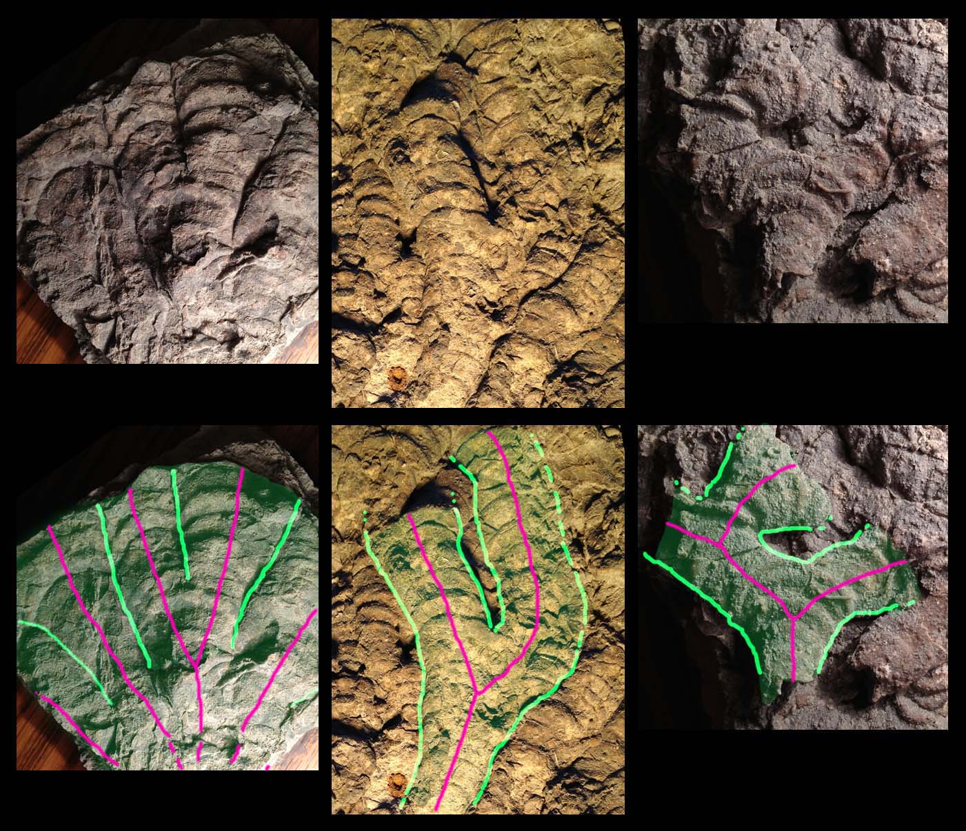 Mystery Fossils (Pennsylvanian) - Page 3 - Fossil ID - The Fossil Forum