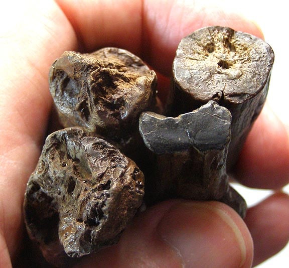 Seed pod? - Fossil ID - The Fossil Forum