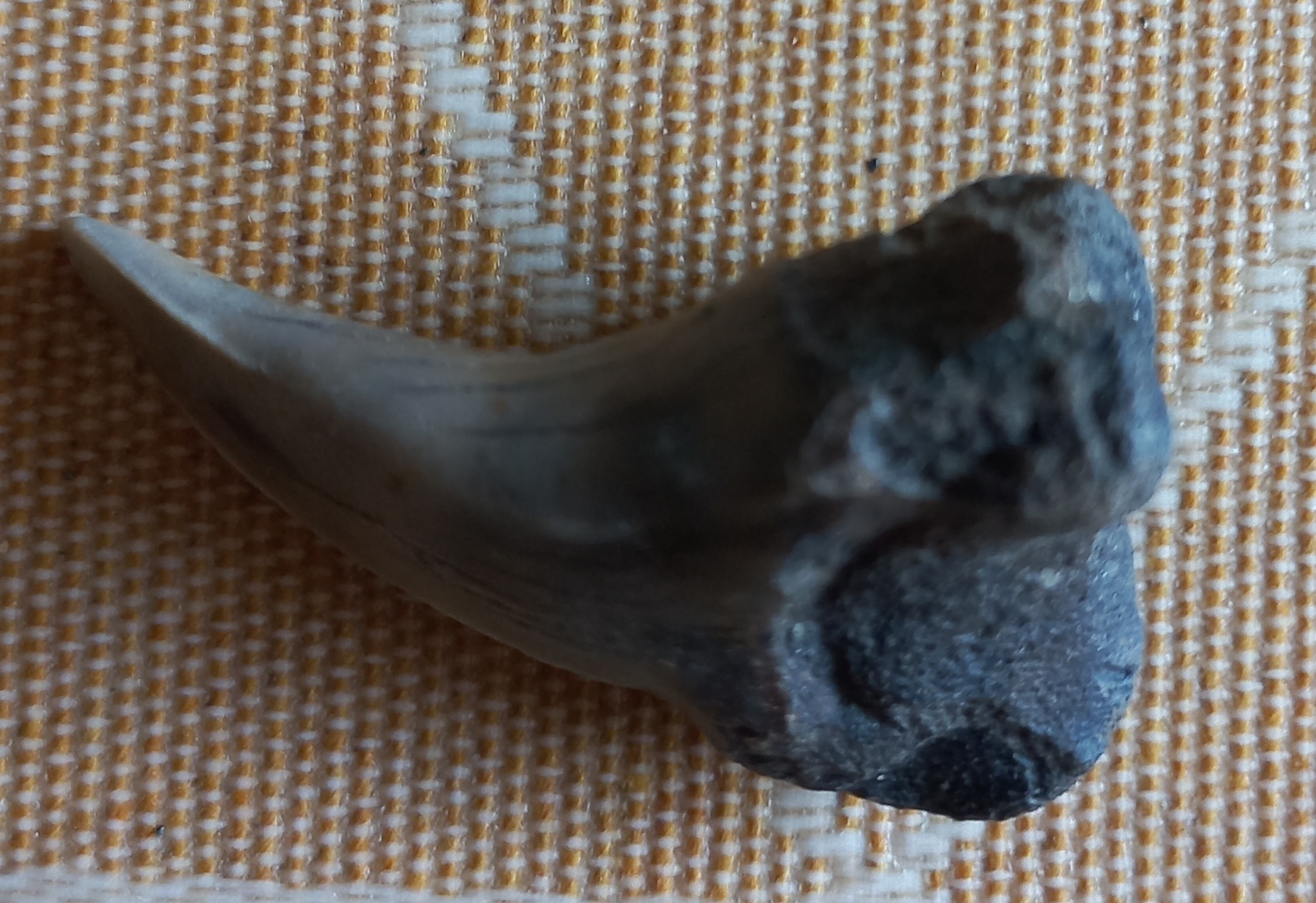 Neogene fossils - Fossil ID - The Fossil Forum