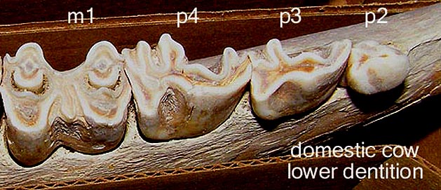 Whose molar? - Fossil ID - The Fossil Forum