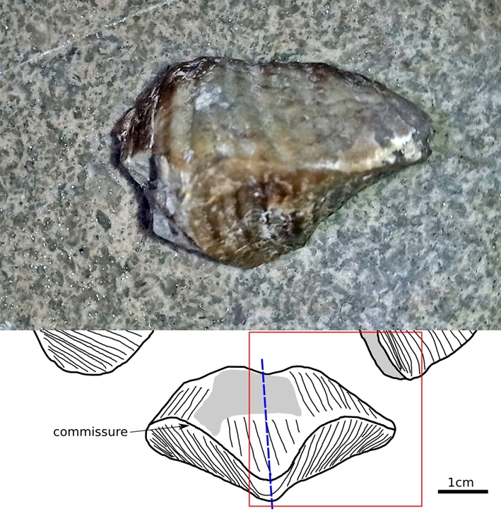 Petrified Oyster With Crystalized Pearl Split In Half I Found The ...