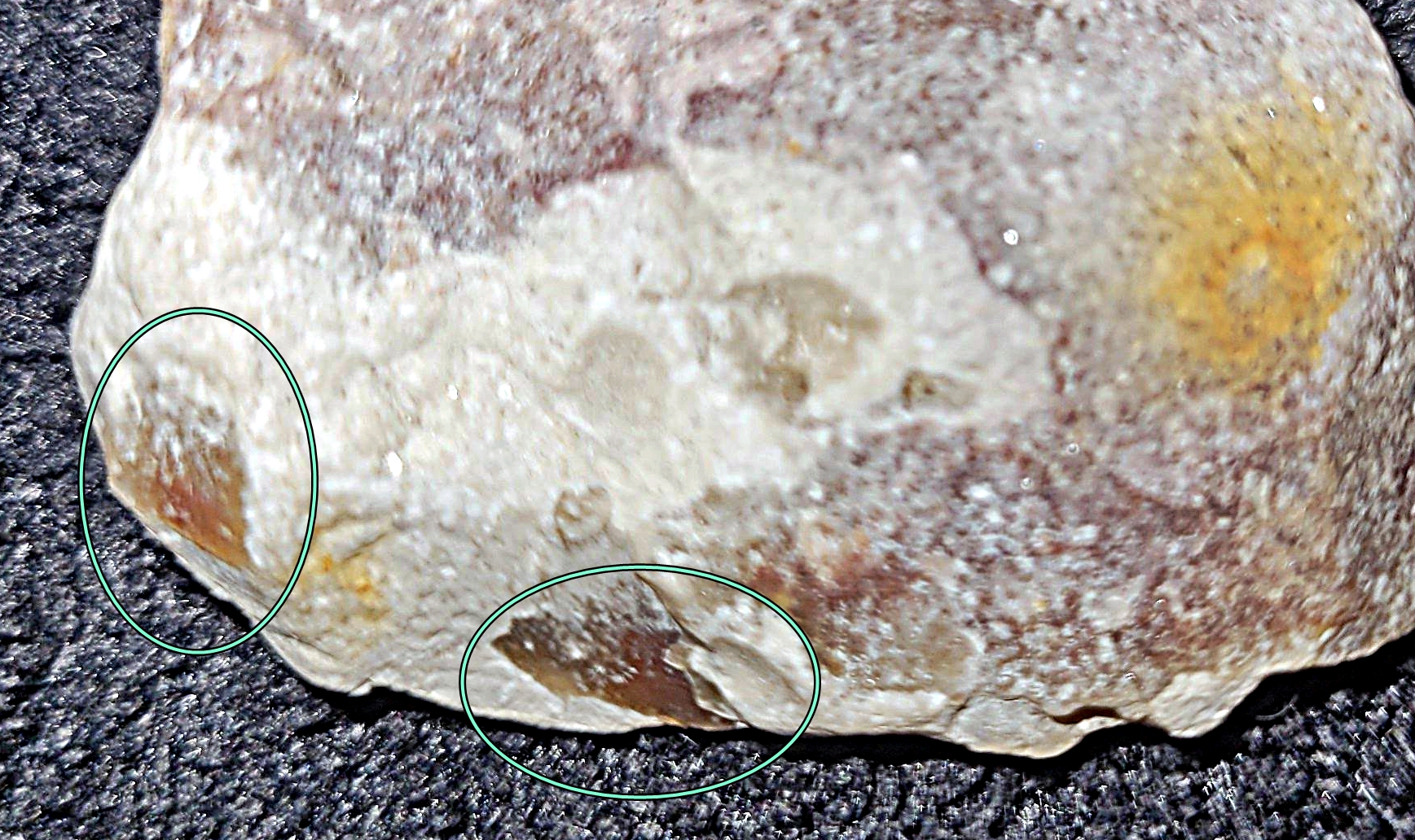 Found in Florida - Fossil ID - The Fossil Forum