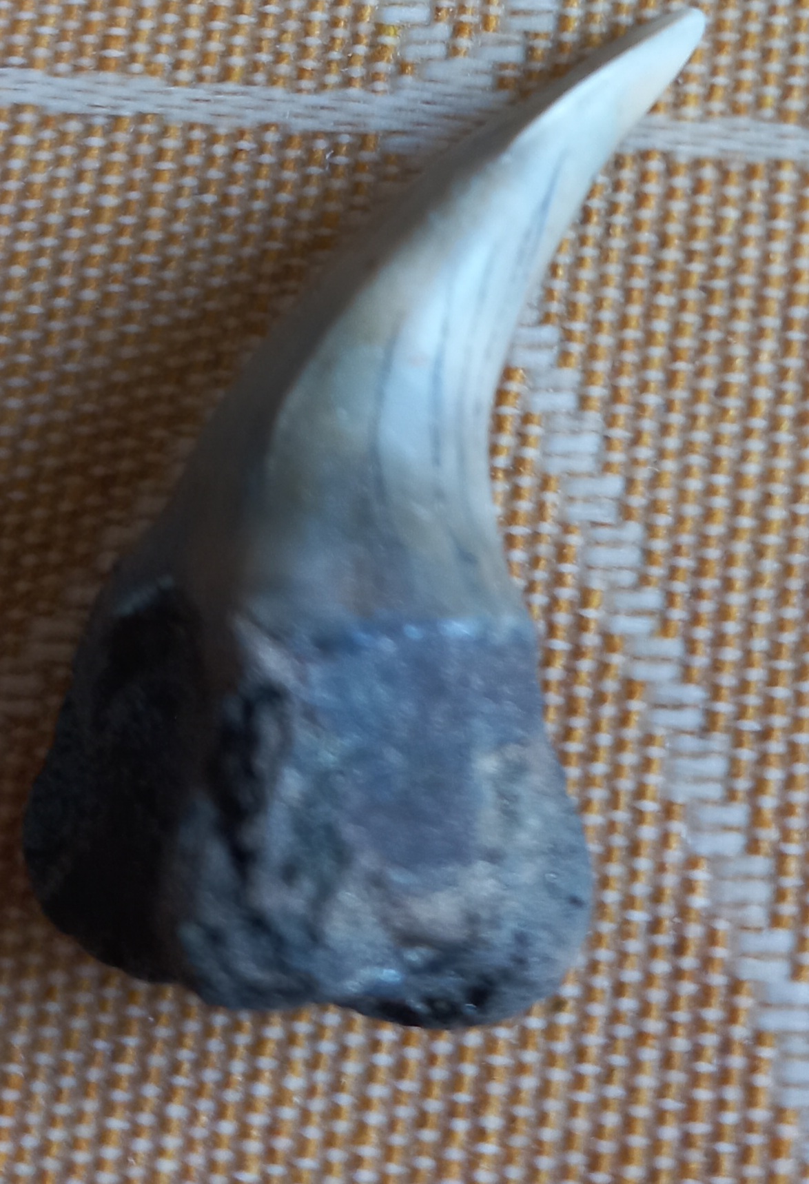 Neogene fossils - Fossil ID - The Fossil Forum