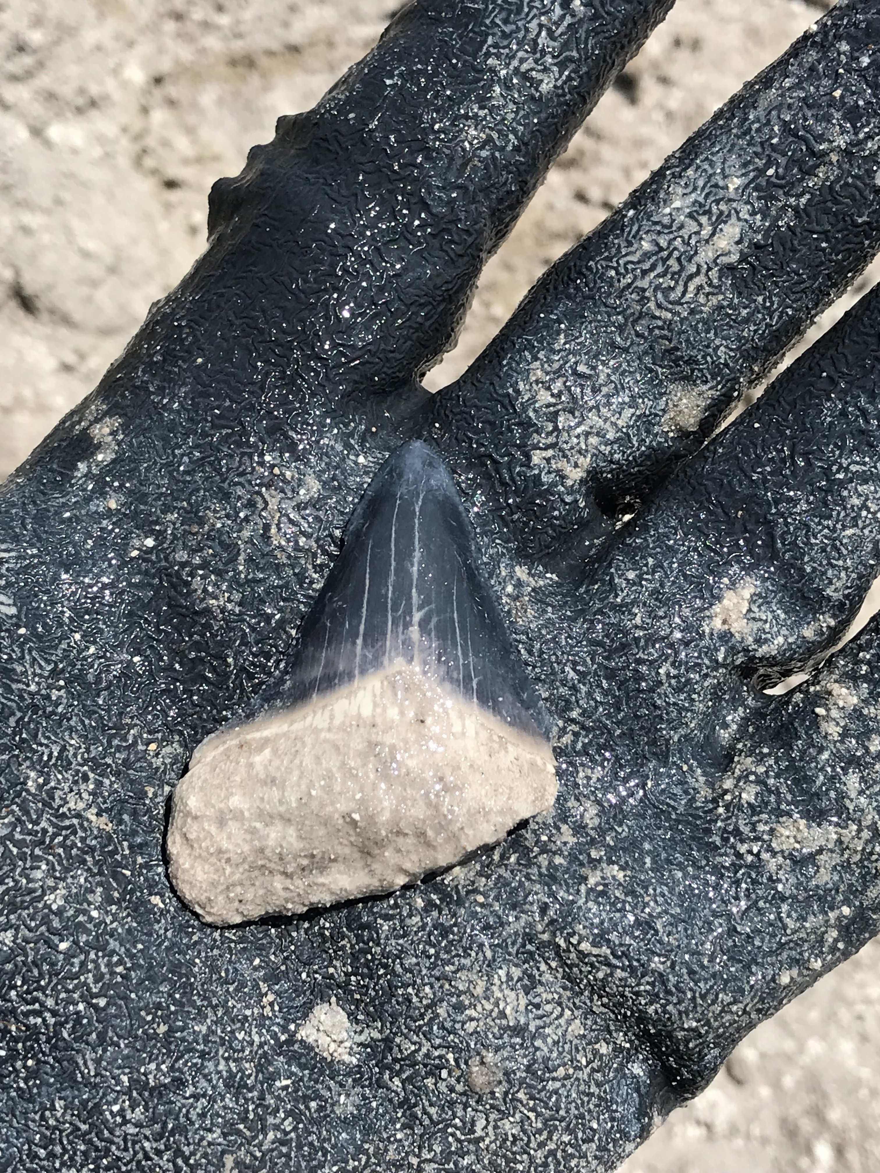 5-14-22: Bone Valley Fossil Farm Visit - Fossil Hunting Trips - The ...
