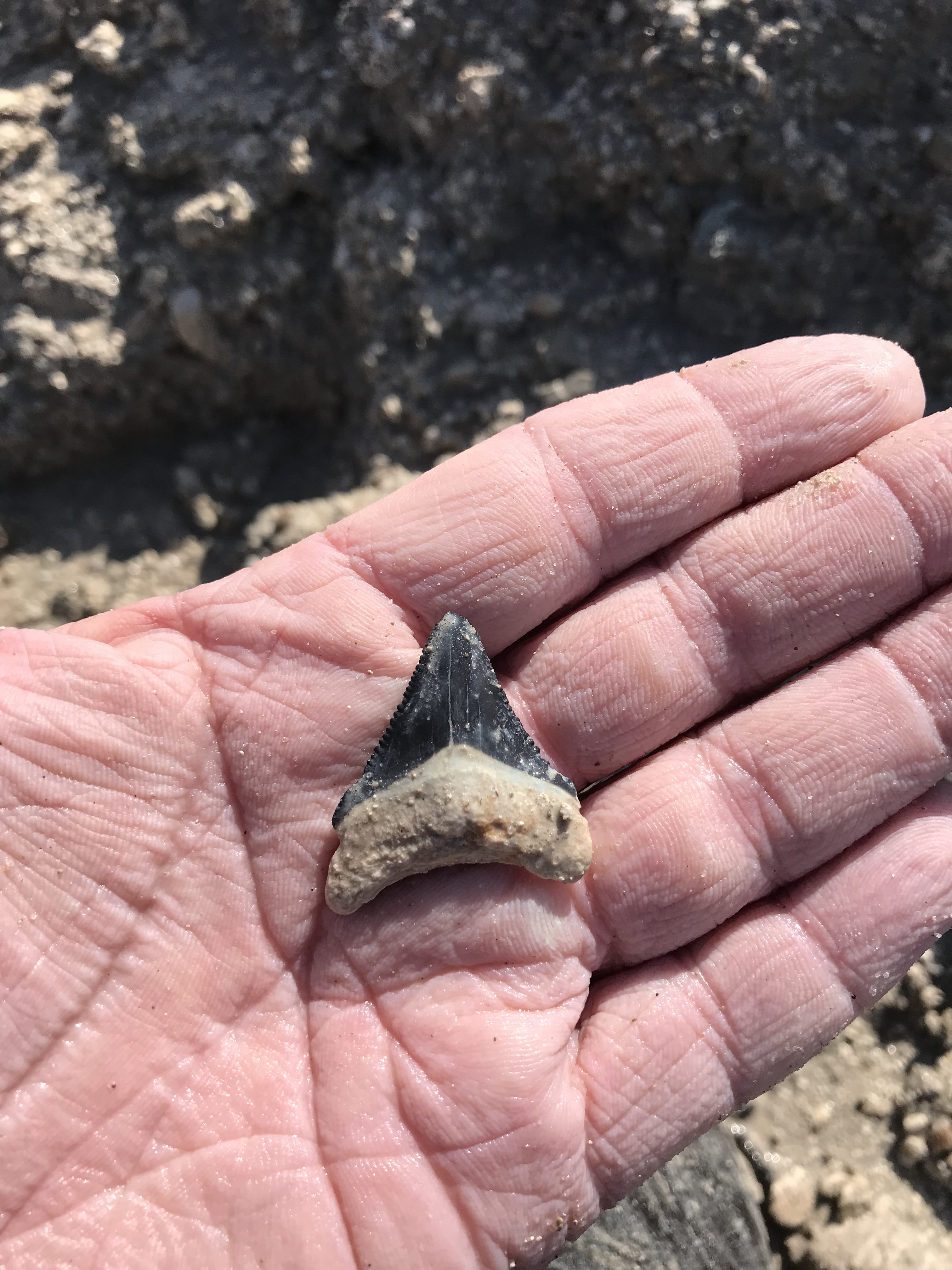 5-14-22: Bone Valley Fossil Farm Visit - Fossil Hunting Trips - The ...