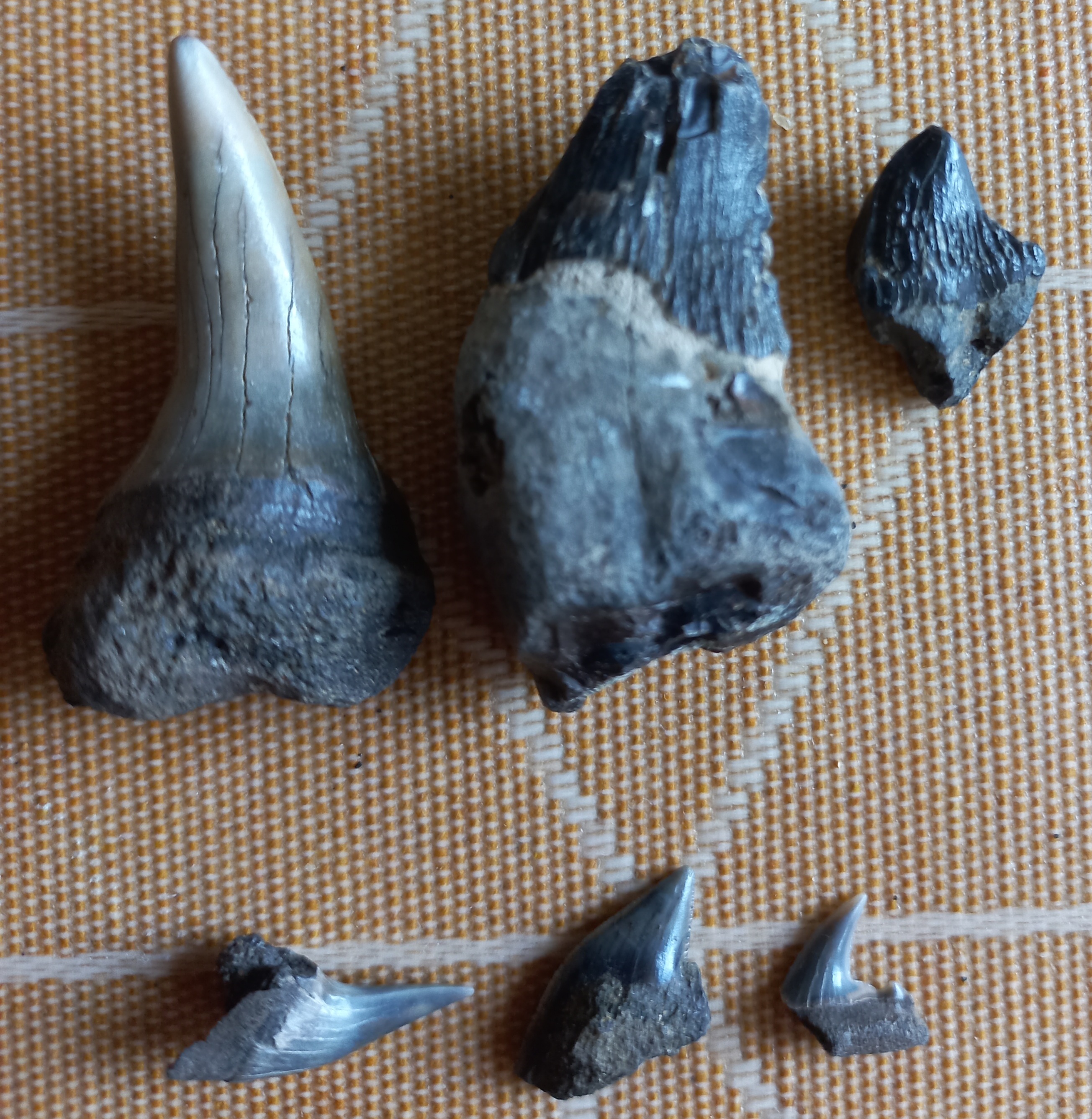 Neogene fossils - Fossil ID - The Fossil Forum