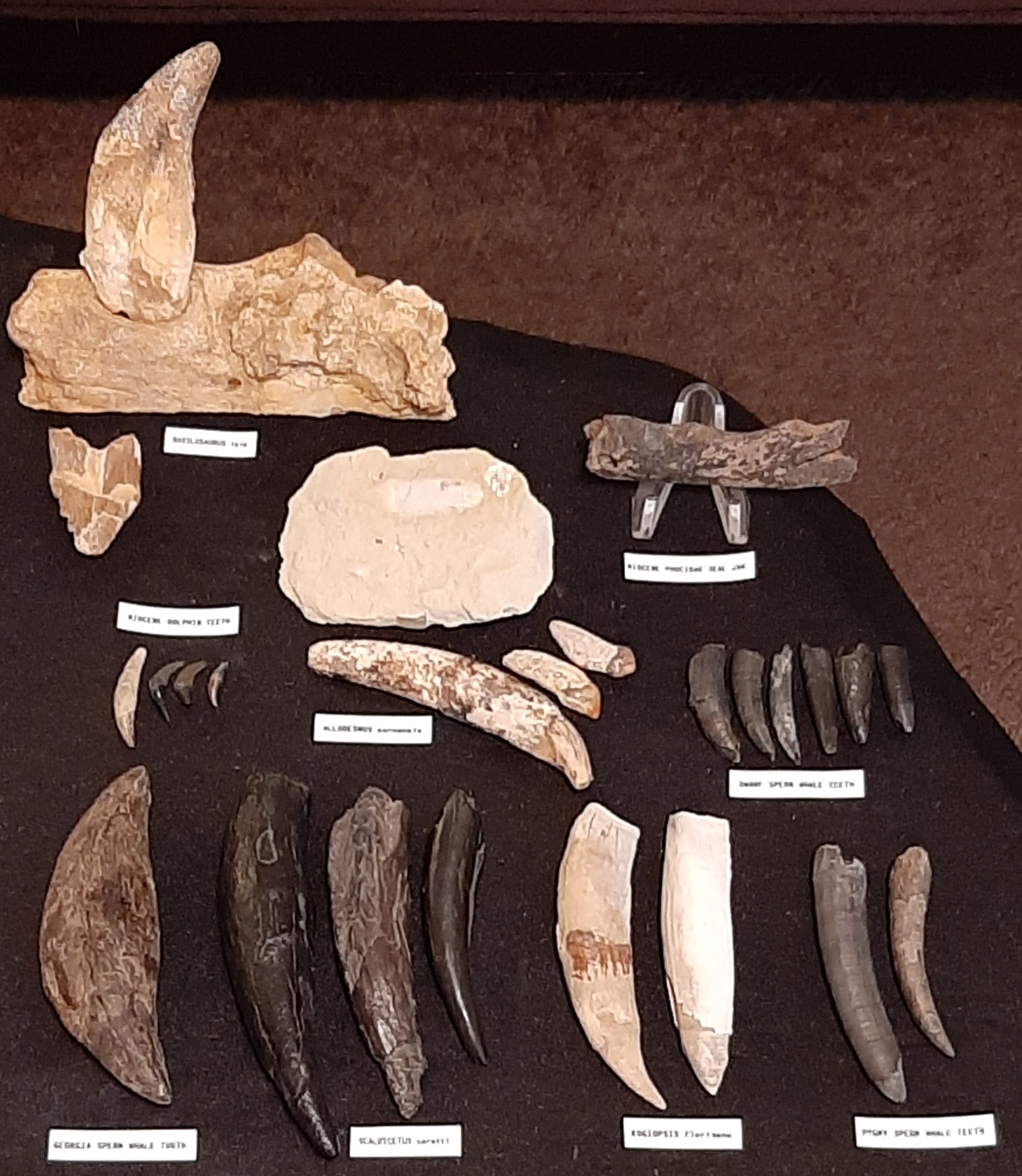My Ever Expanding Collection - Member Collections - The Fossil Forum