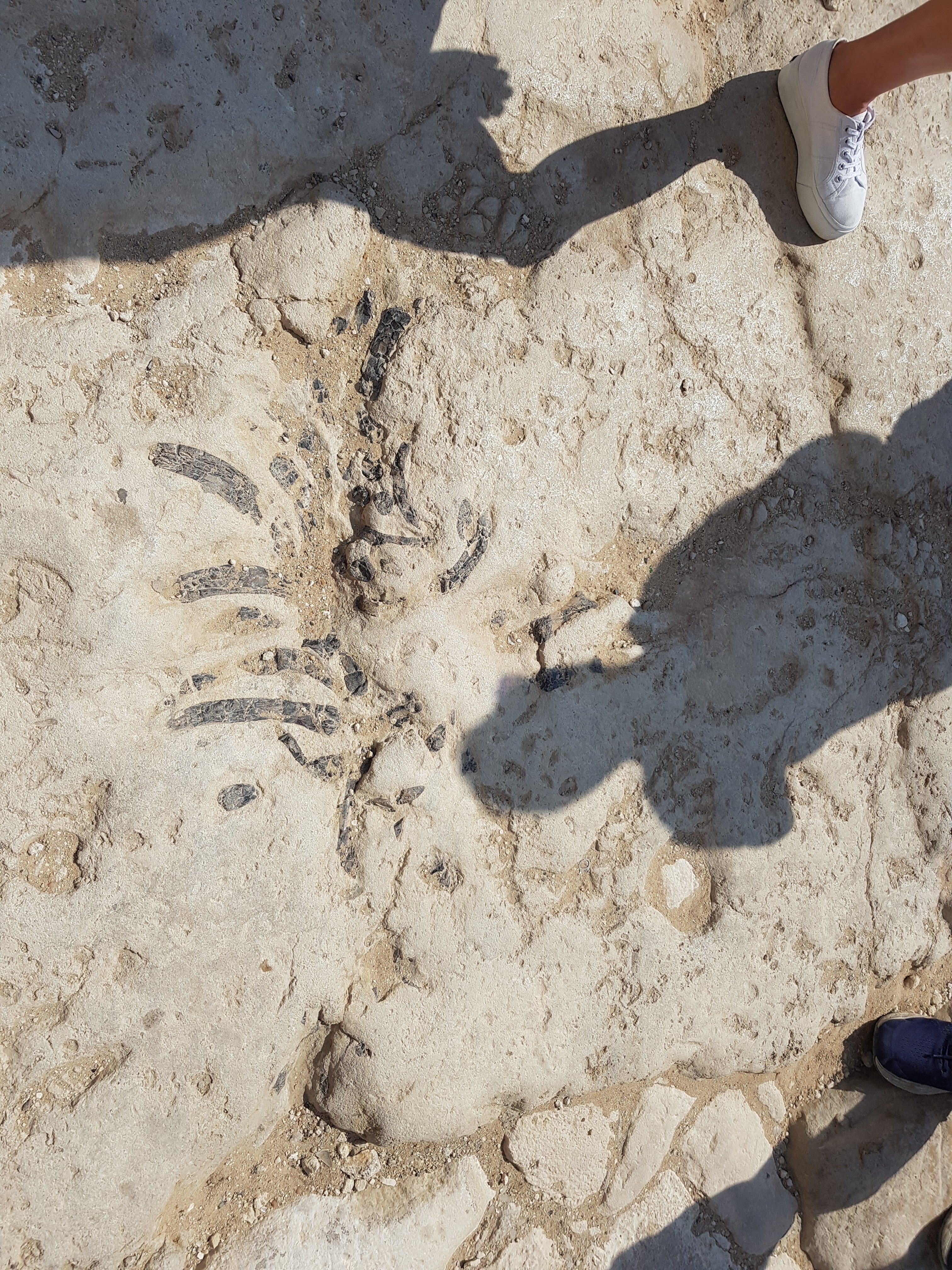 Unknown Fossil at base of Great Pyramid - Fossil ID - The Fossil Forum