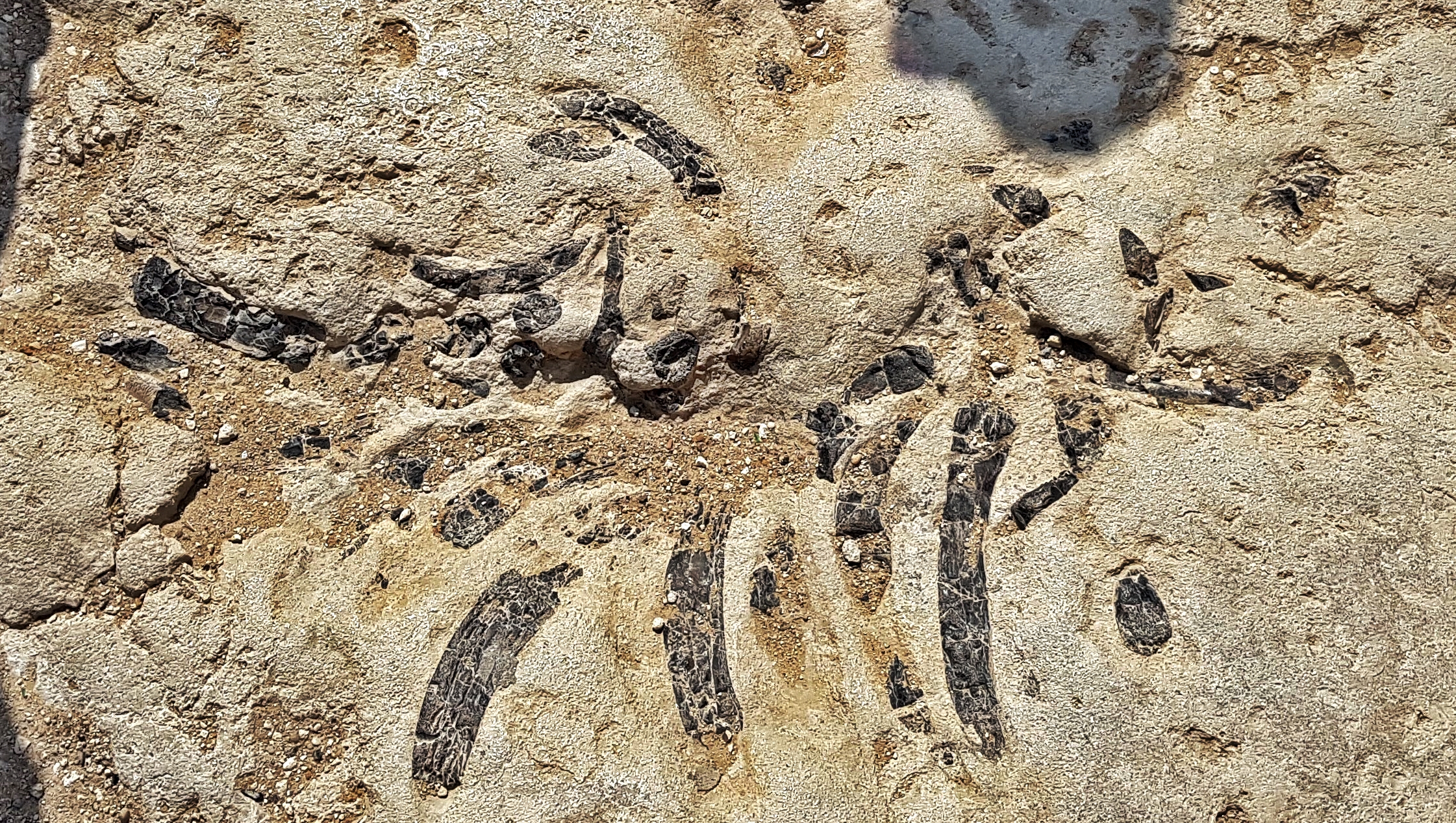 Unknown Fossil at base of Great Pyramid - Fossil ID - The Fossil Forum