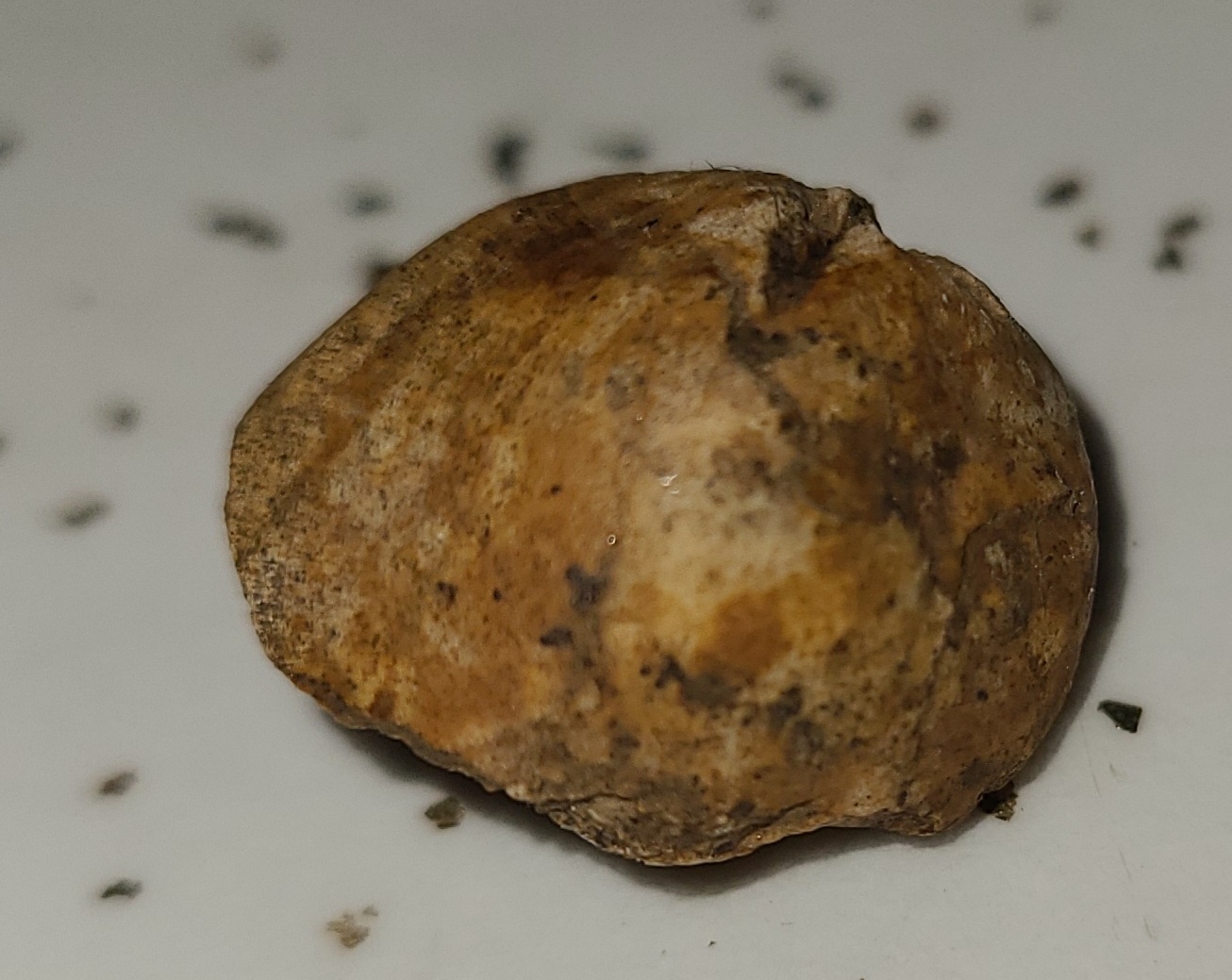 Petrified nut? - Fossil ID - The Fossil Forum