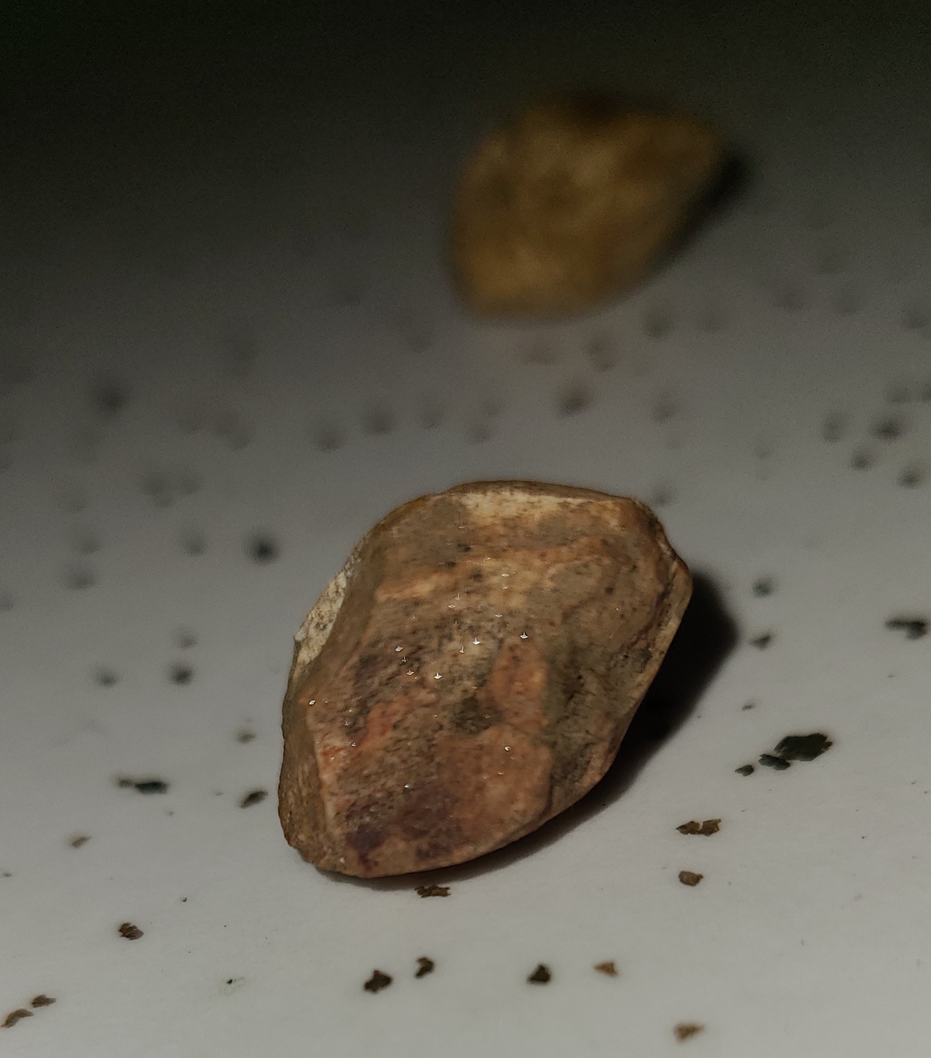 Petrified nut? - Fossil ID - The Fossil Forum