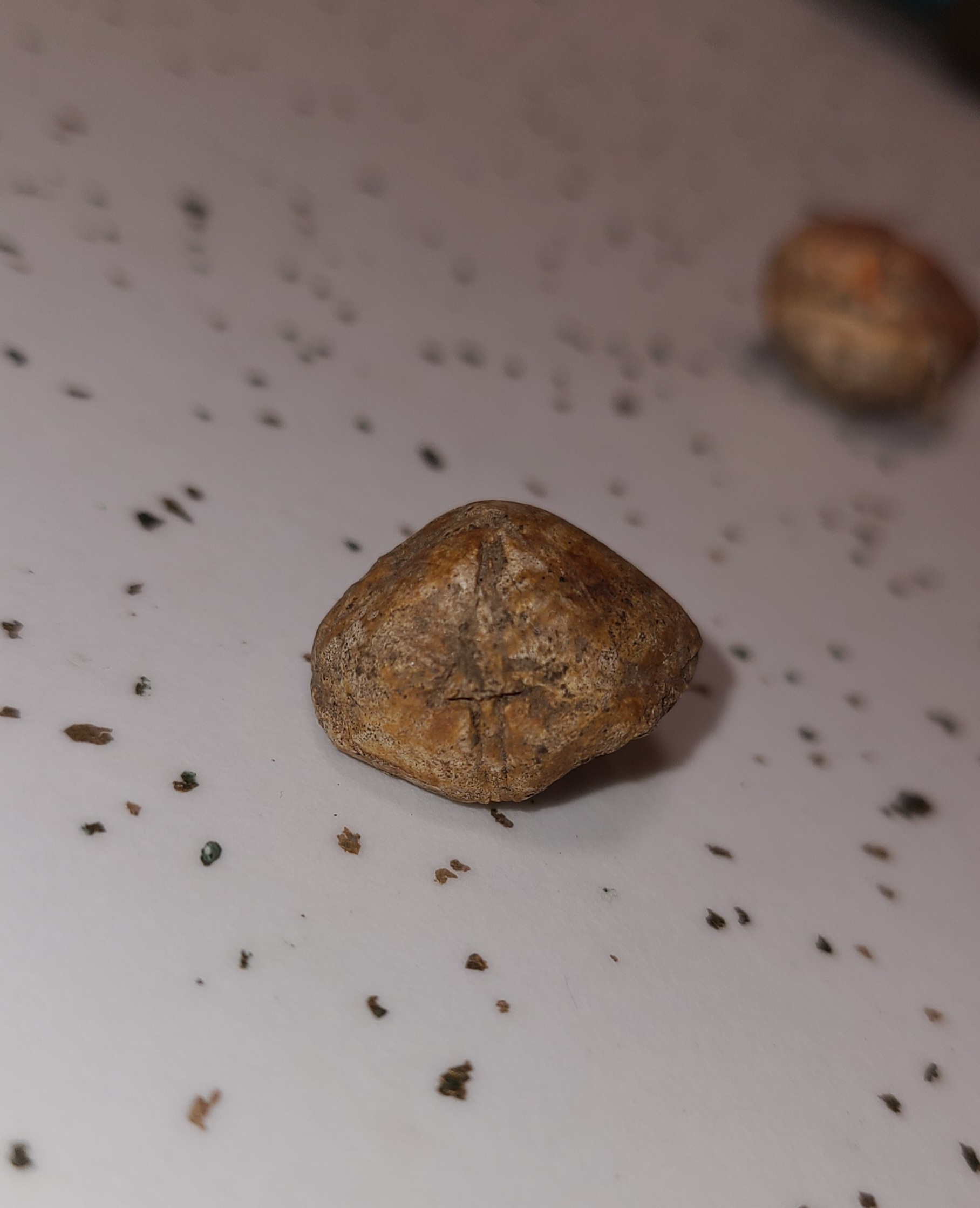 Petrified nut? - Fossil ID - The Fossil Forum