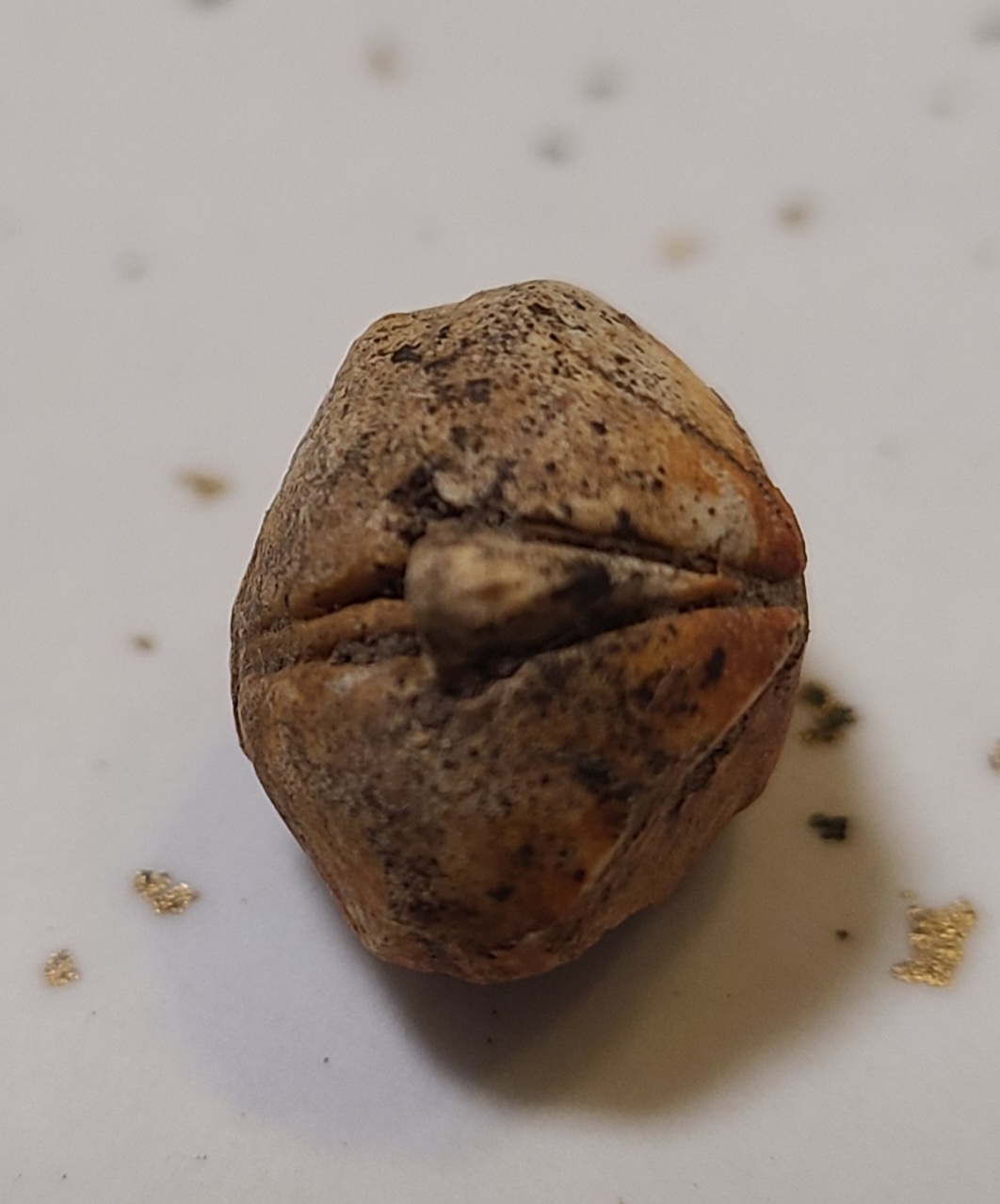 Petrified nut? - Fossil ID - The Fossil Forum