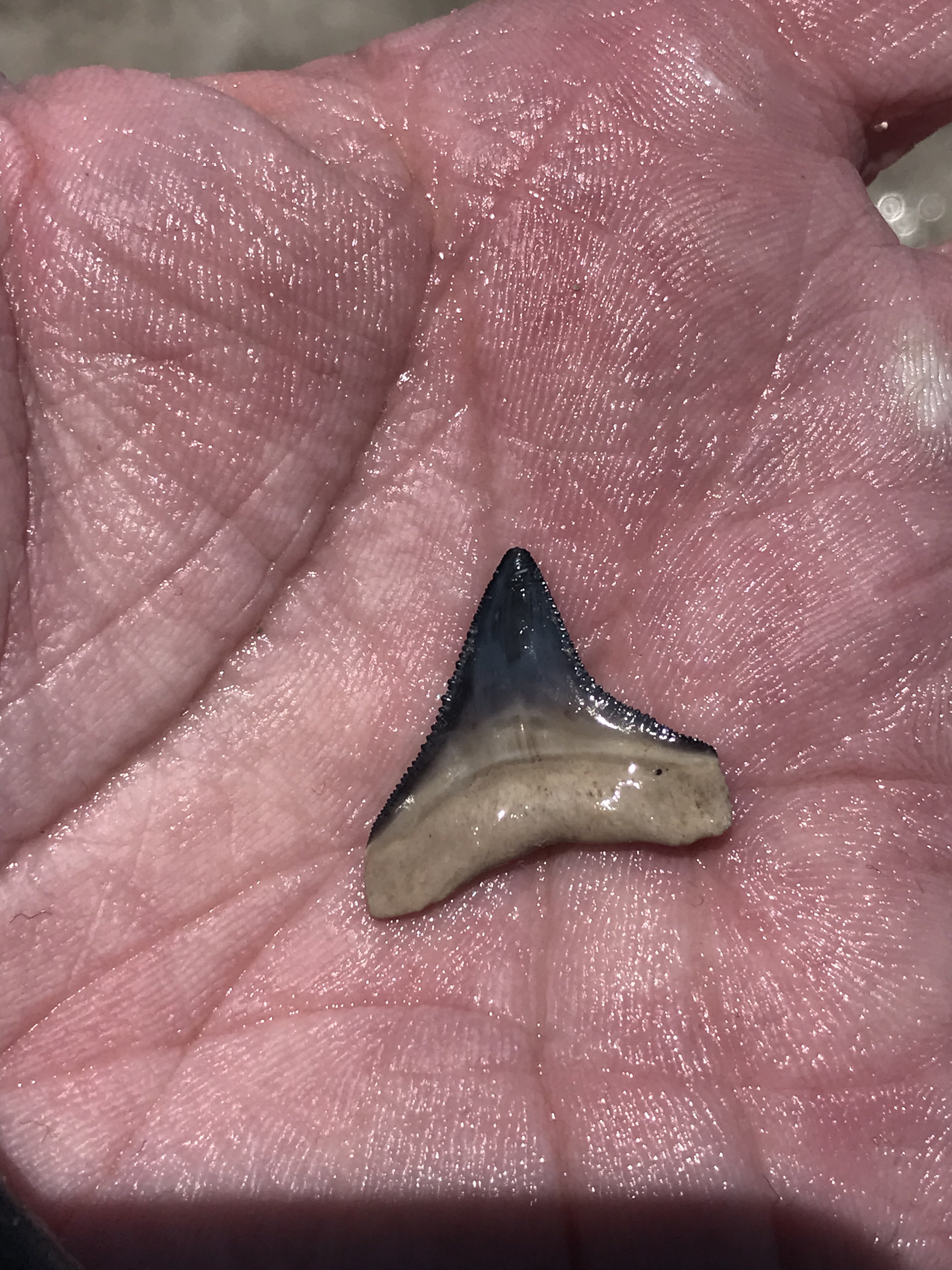 5-14-22: Bone Valley Fossil Farm Visit - Fossil Hunting Trips - The ...