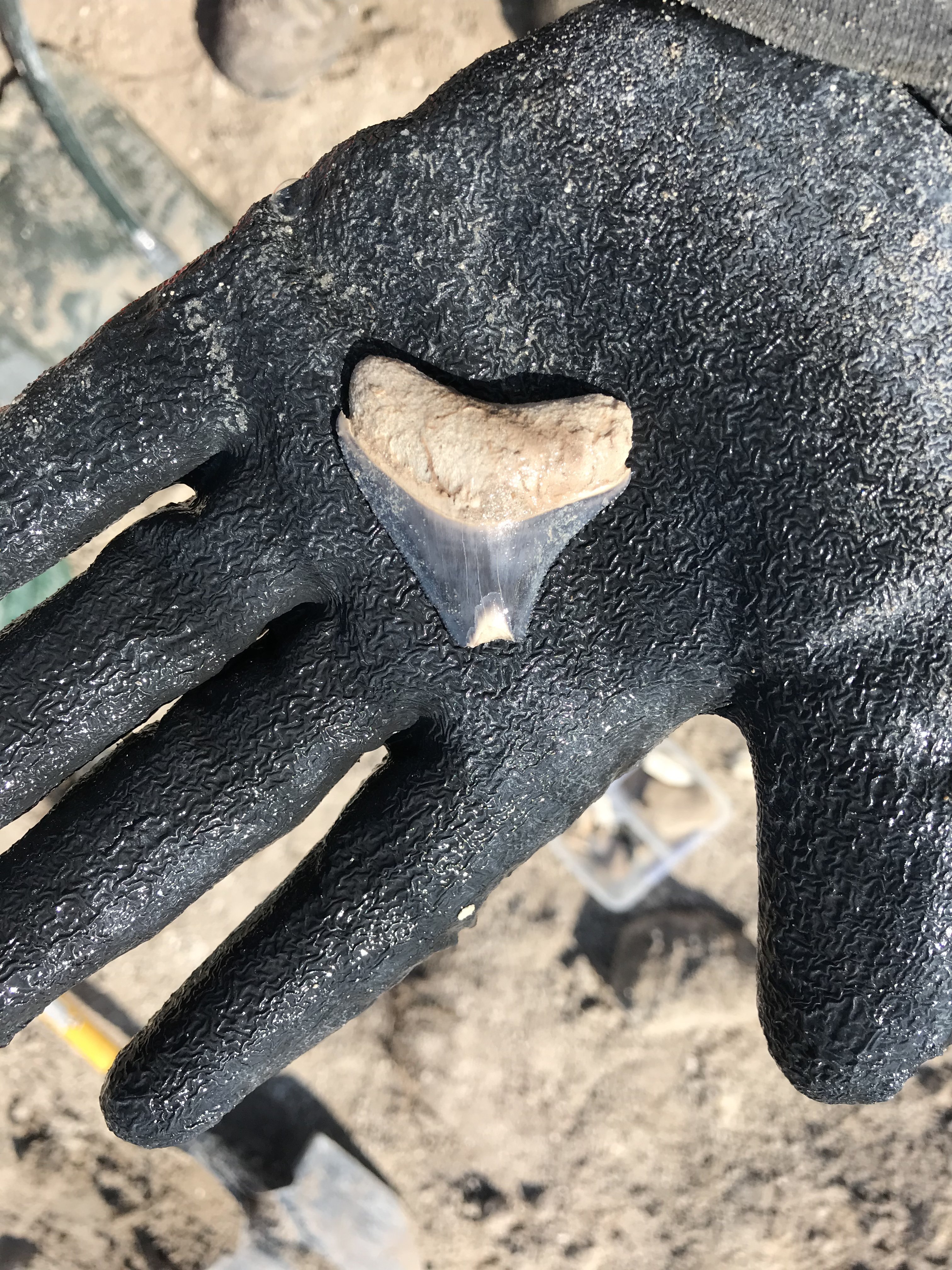 5-14-22: Bone Valley Fossil Farm Visit - Fossil Hunting Trips - The ...