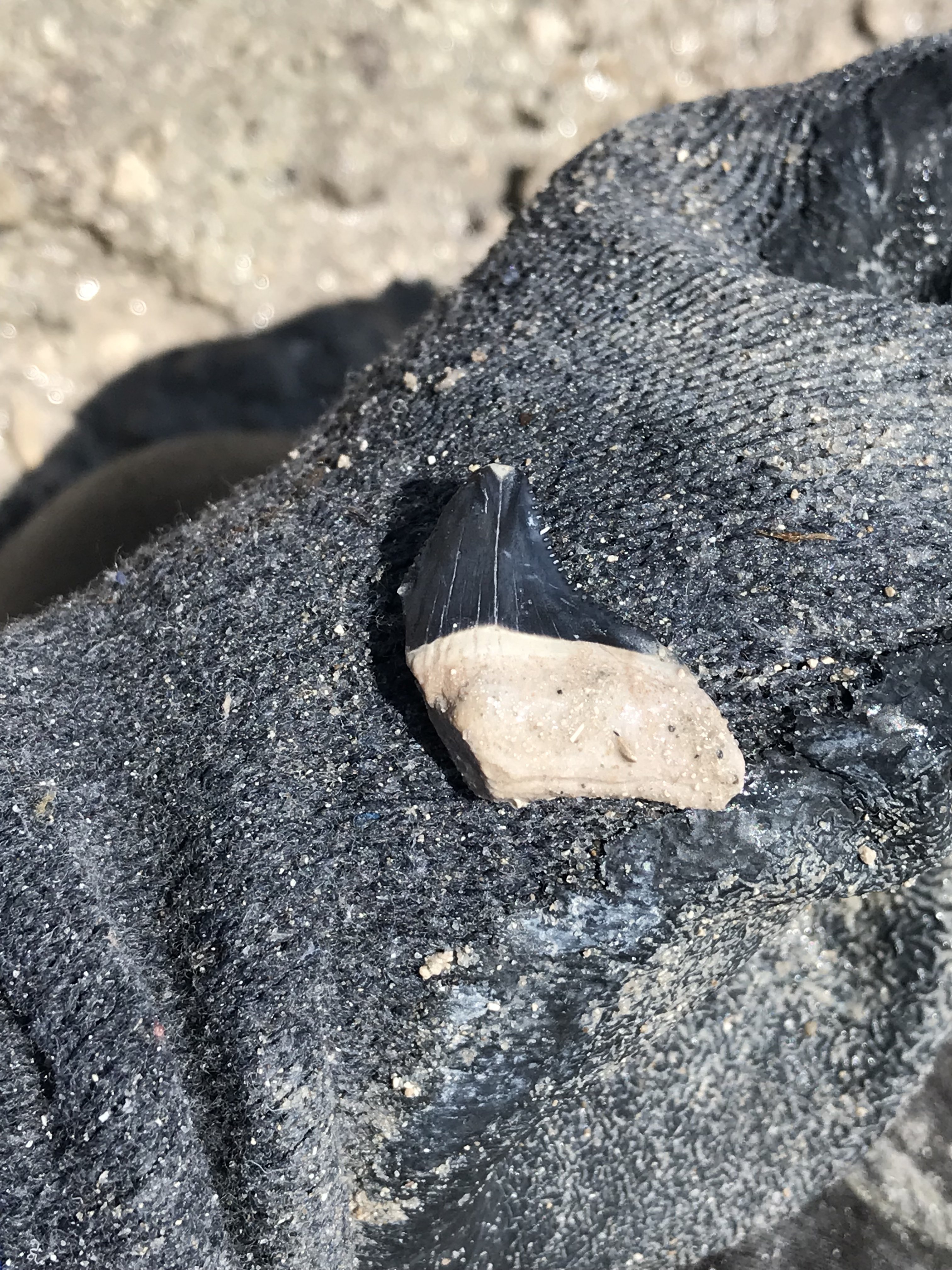 5-14-22: Bone Valley Fossil Farm Visit - Fossil Hunting Trips - The ...