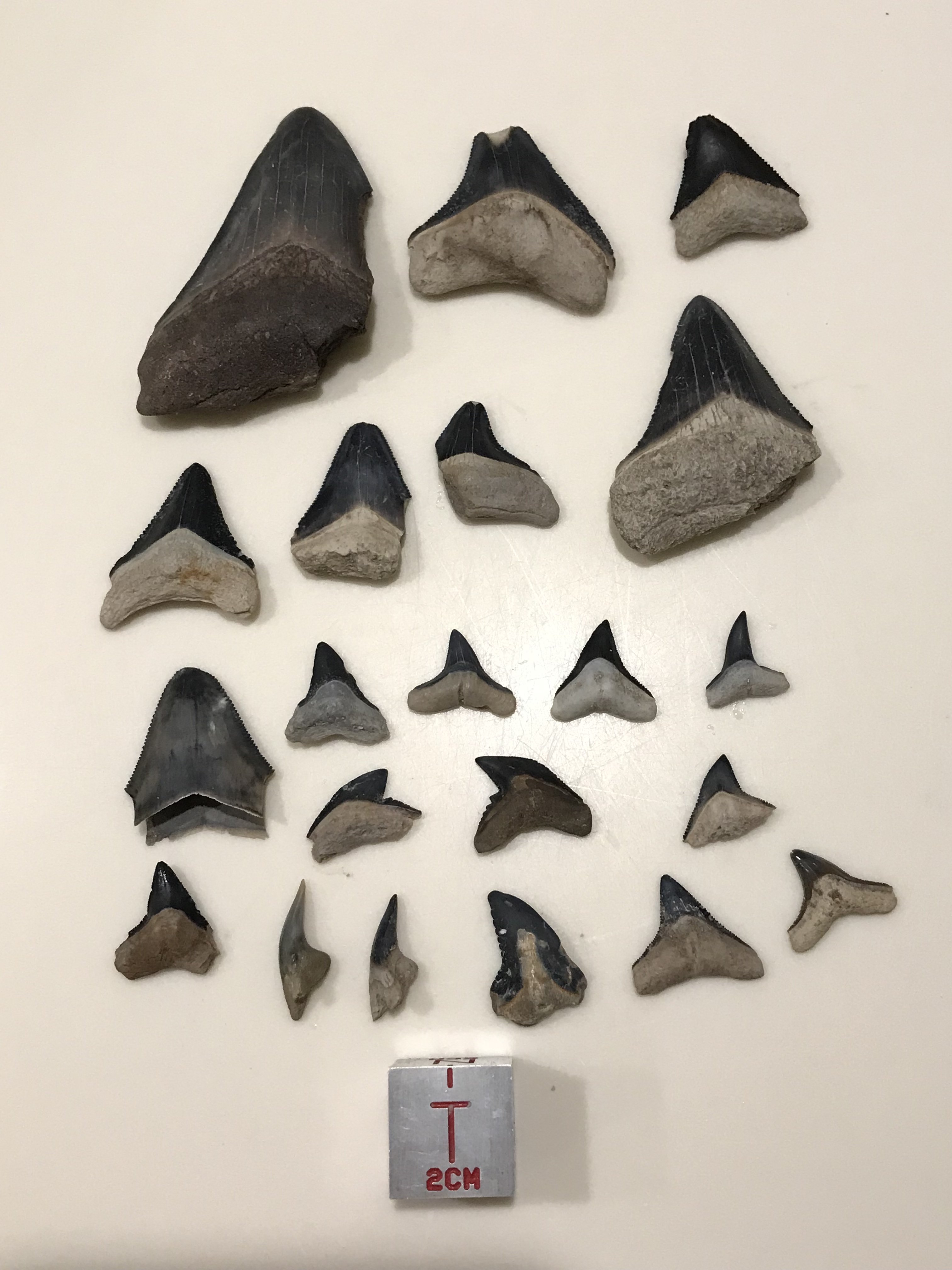 5-14-22: Bone Valley Fossil Farm Visit - Fossil Hunting Trips - The ...