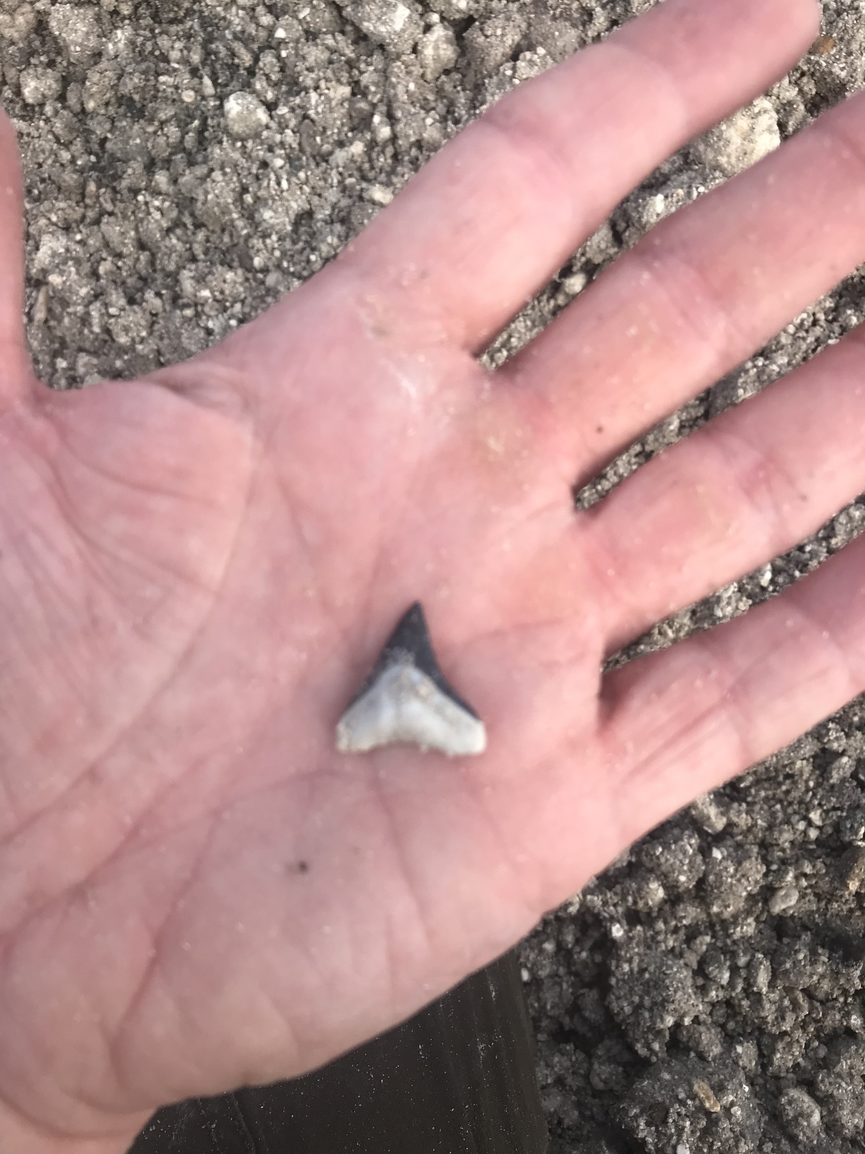 5-14-22: Bone Valley Fossil Farm Visit - Fossil Hunting Trips - The ...
