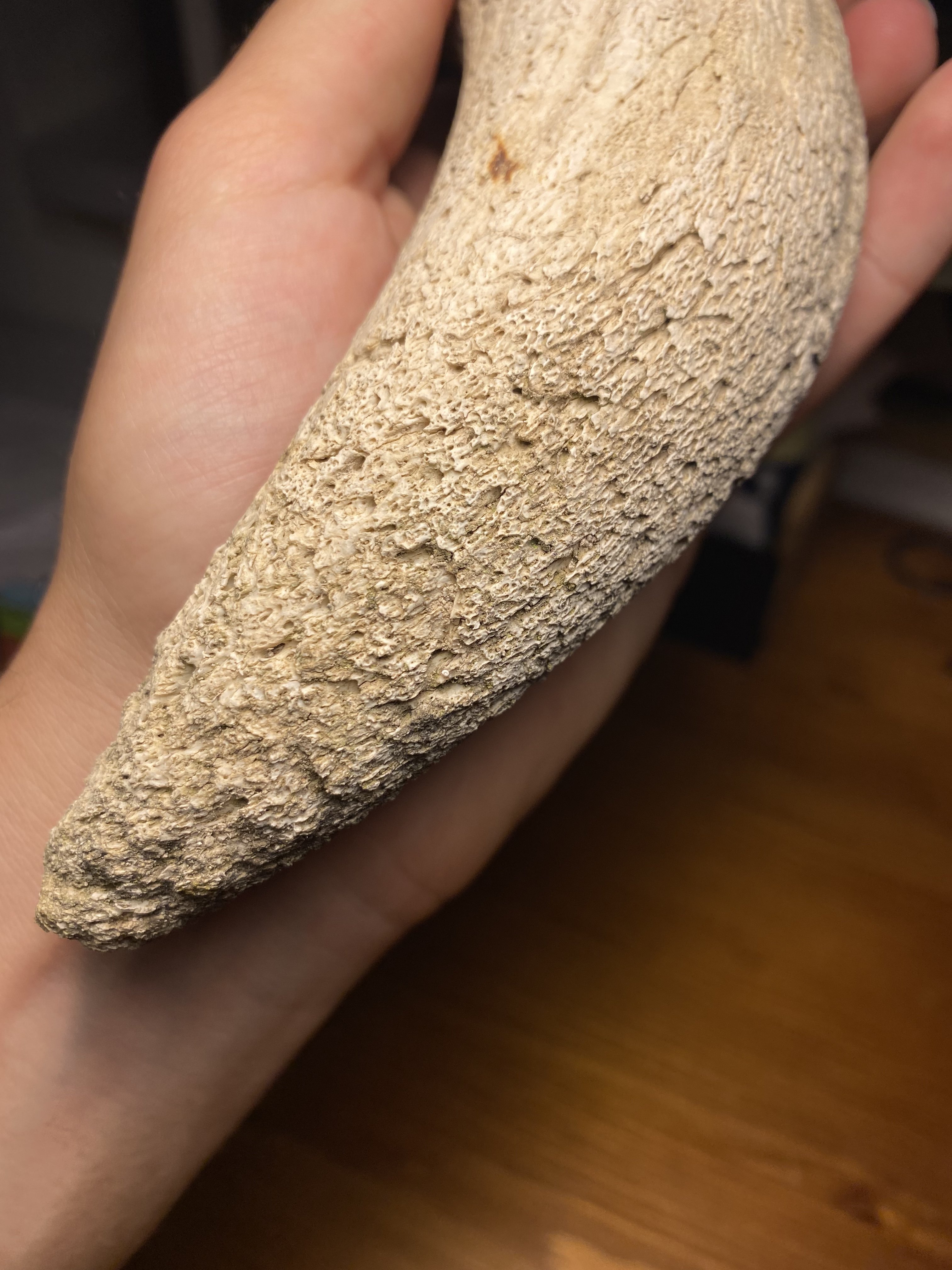 Fossilized horn? - Fossil ID - The Fossil Forum