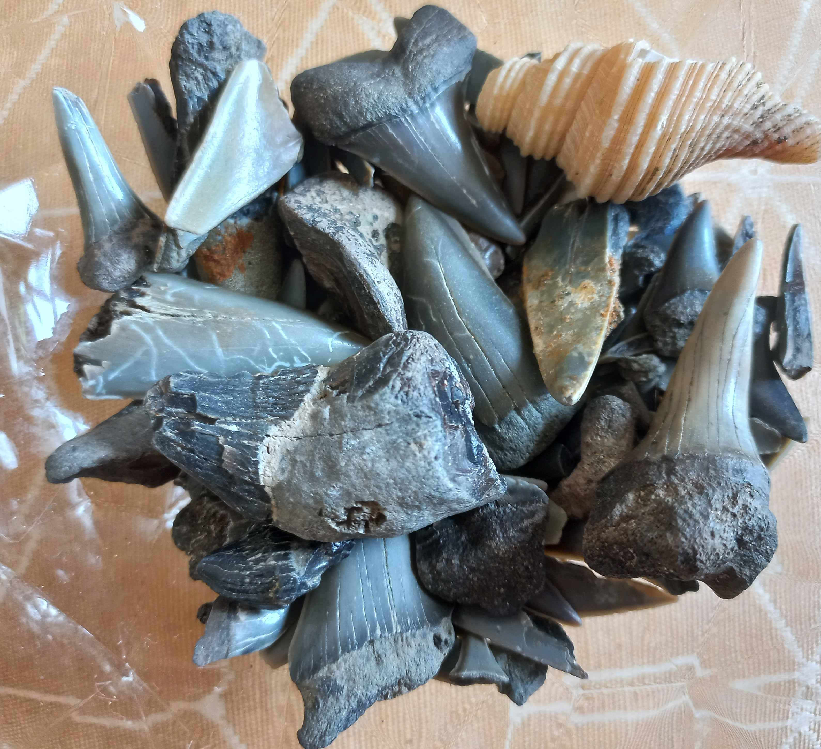 Neogene fossils - Fossil ID - The Fossil Forum