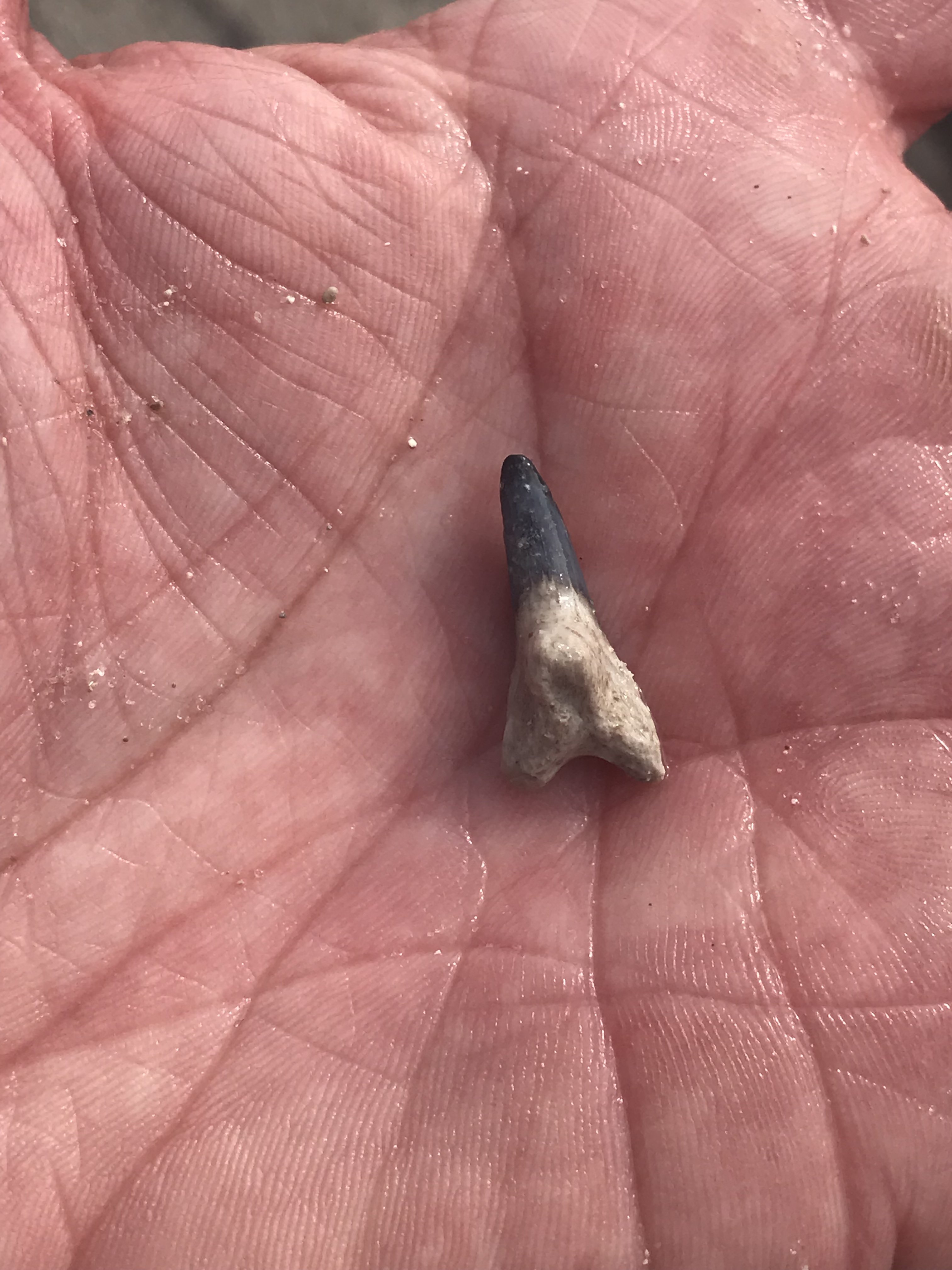 5-14-22: Bone Valley Fossil Farm Visit - Fossil Hunting Trips - The ...