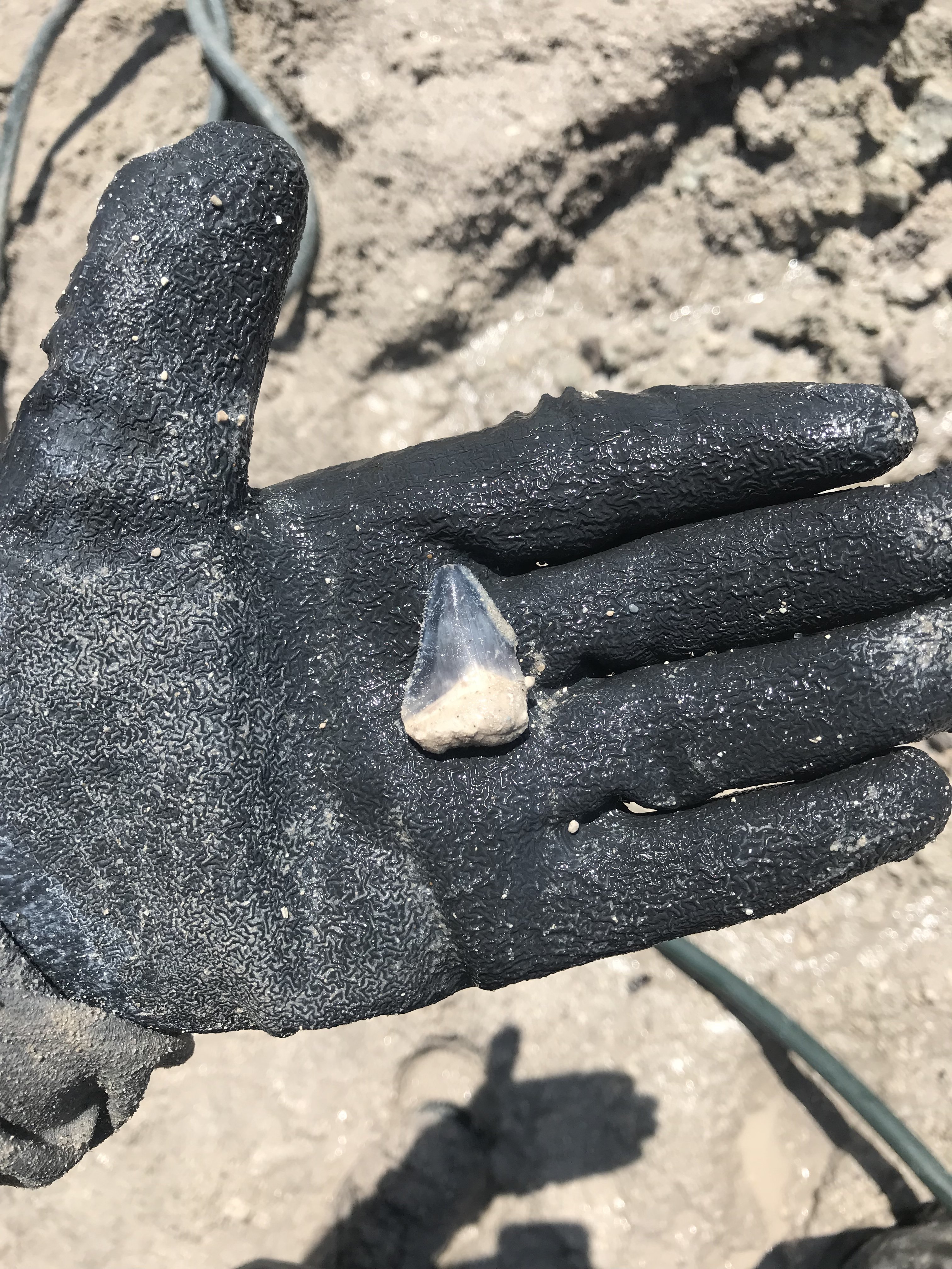 5-14-22: Bone Valley Fossil Farm Visit - Fossil Hunting Trips - The ...